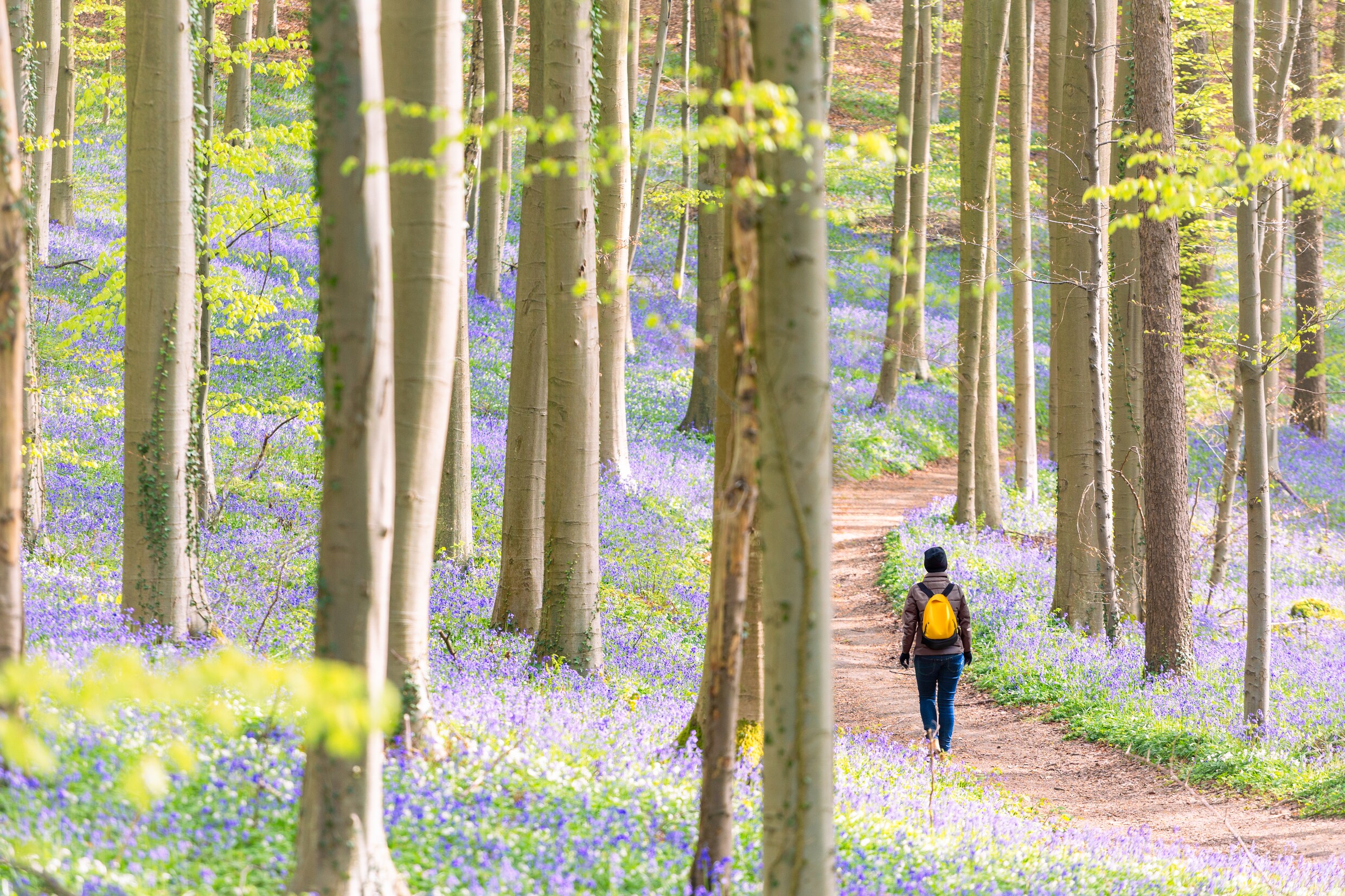 Hyacinten in Hallerbos bijna in bloei, duizenden bezoekers verwacht ...