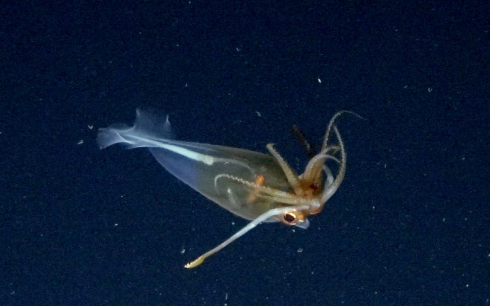 Wetenschappers wisten dat de kolossale inktvis bestond, hoewel ze nooit ...