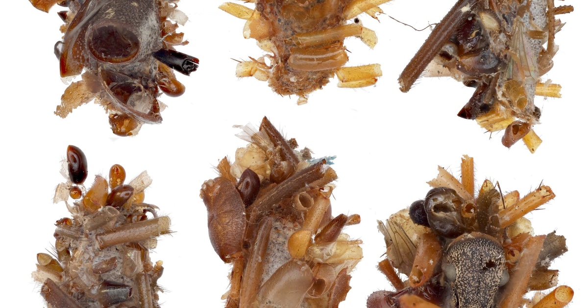 Zeldzame rups misleidt spinnen met lugubere camouflage van dode ...