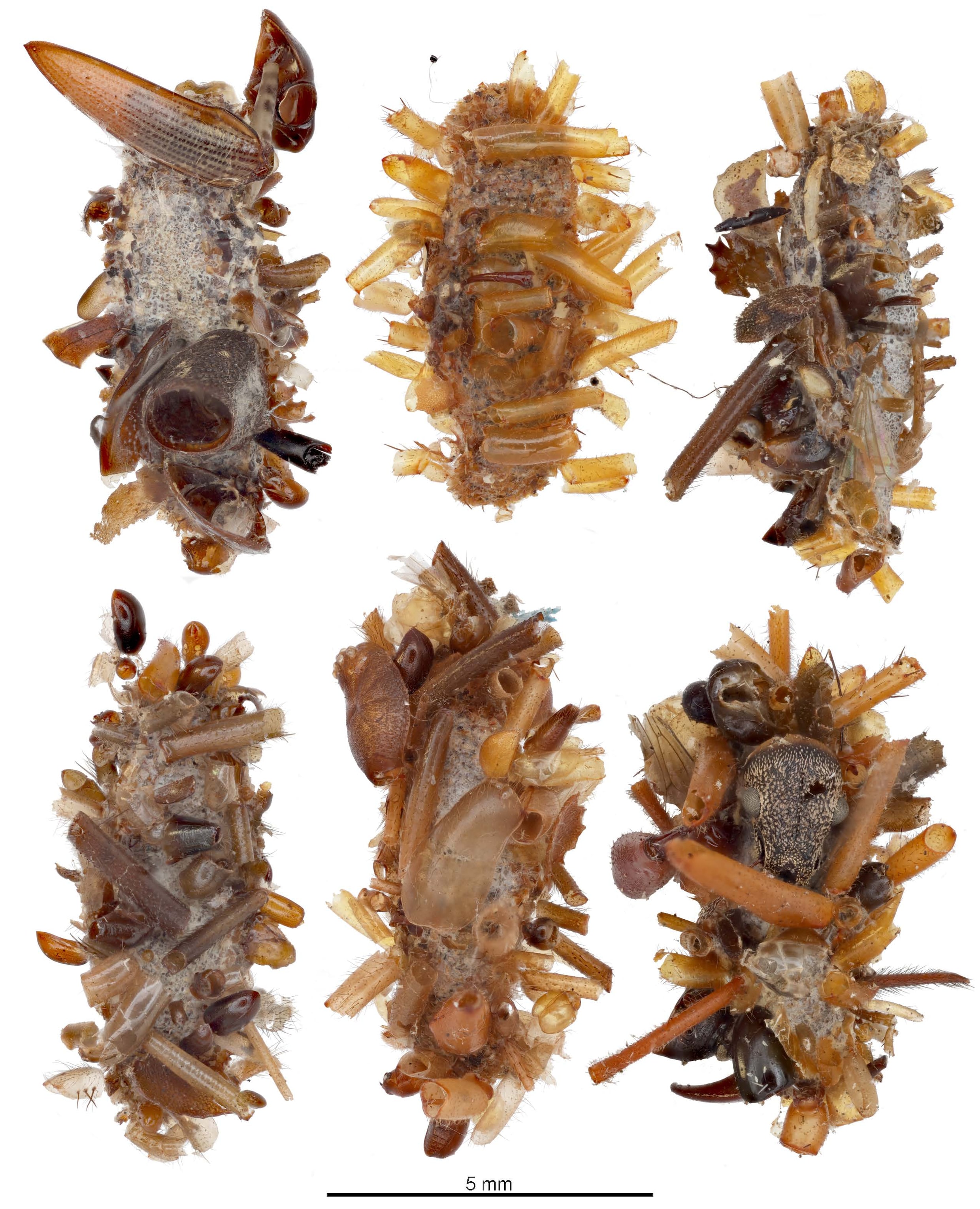 Zeldzame rups misleidt spinnen met lugubere camouflage van dode ...