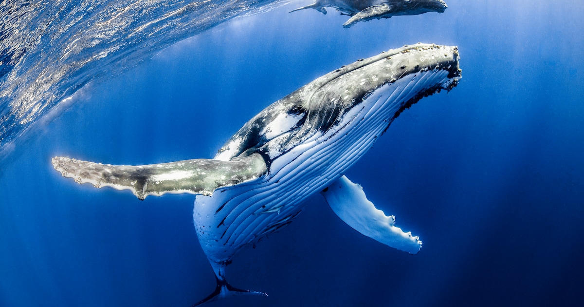 In theorie zijn walvissen tikkende tijdbommen, toch worden ze ontzettend oud | De Morgen
