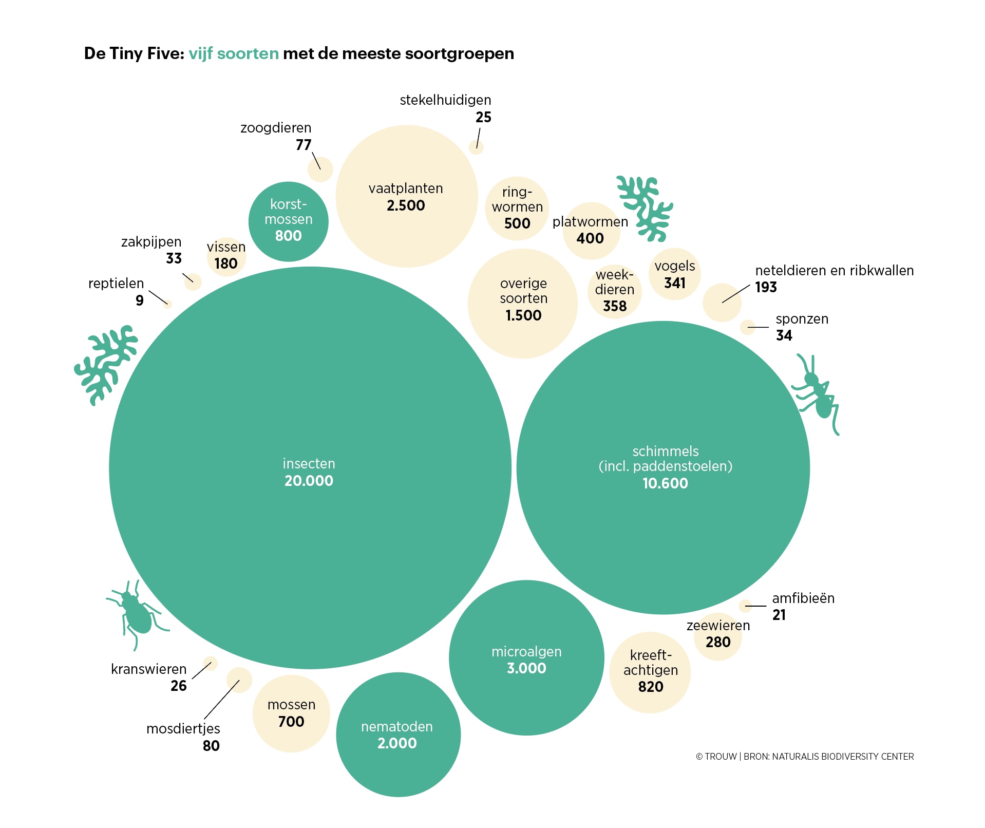 De tiny five spelen een grote rol in de natuur, en dit zijn ze | De Morgen