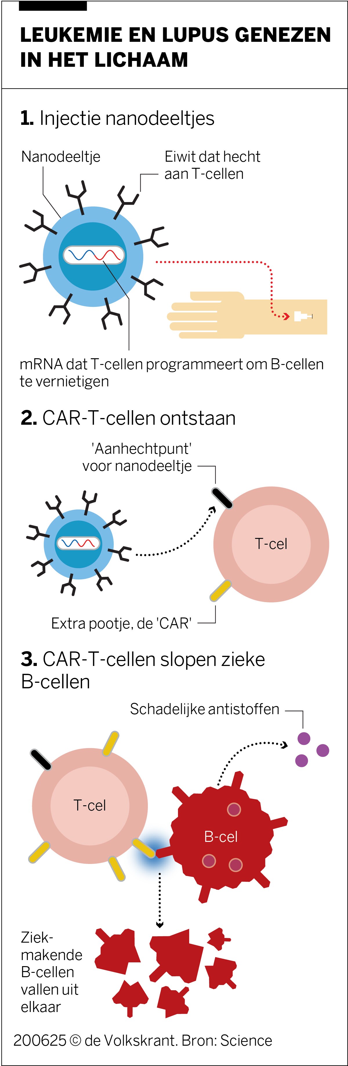 Veelbelovende truc verlost proefdieren binnen paar uur van lupus- of ...