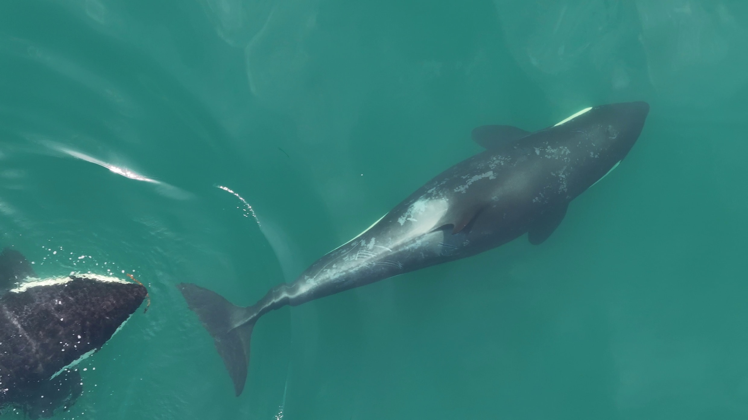 Orka’s poetsen elkaar met zelfgemaakt gereedschap: ‘Echt heel ...