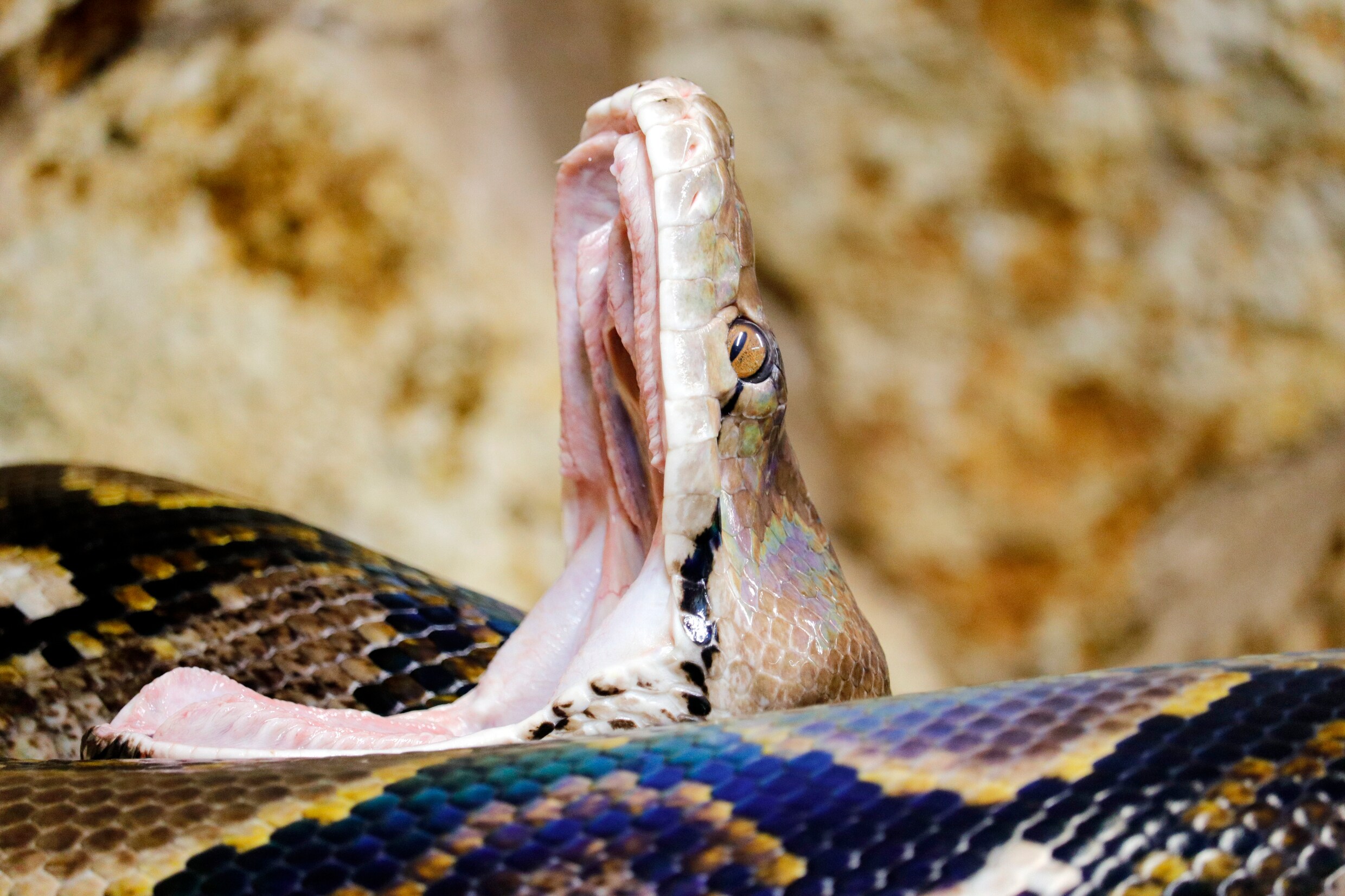 Bijzondere ontdekking in spijsvertering van pythons: hoe ze hun prooien ...