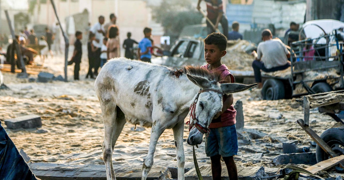 ‘Smokkel’: Israël haalt, onder meer via luchthaven Luik, ezeltjes weg ...