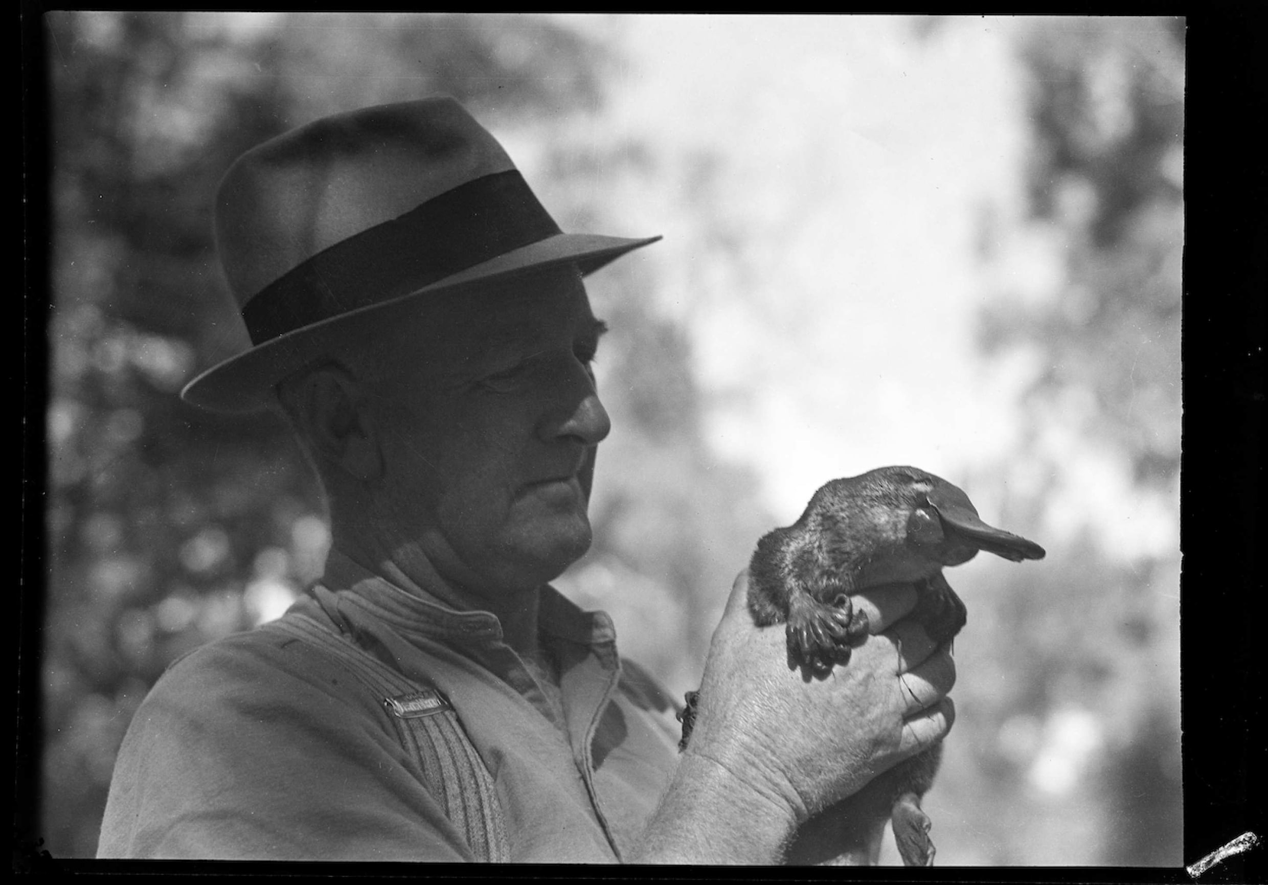 Geen explosie, geen nazi-boot: mysterie rond dood vogelbekdier van ...