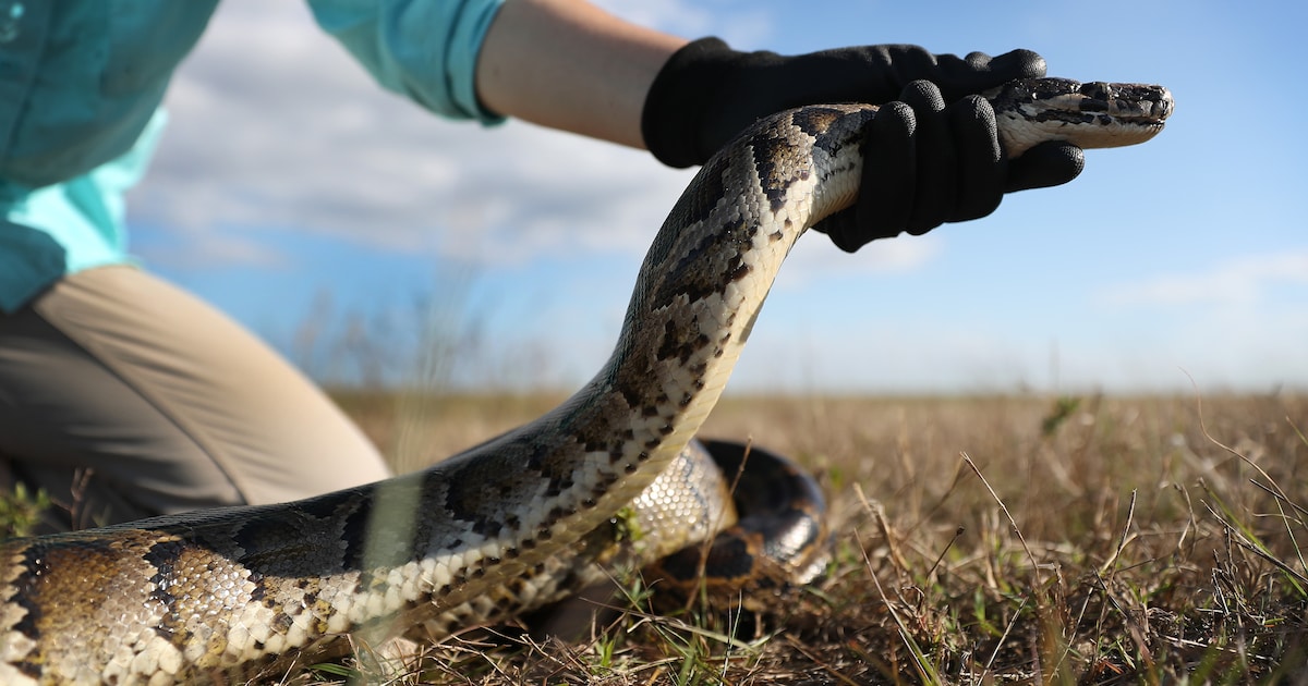 Robotkonijnen springen in de bres om invasieve pythons in de Everglades ...