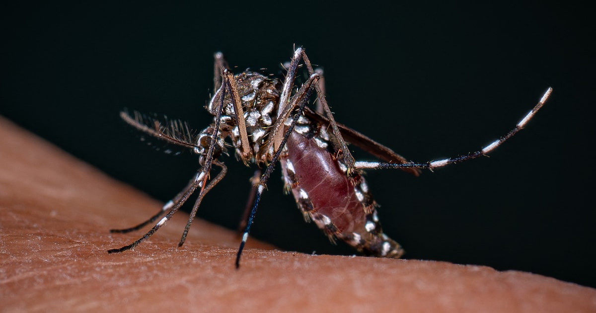 Invasieve tijgermug al in zeven Belgische gemeenten gezien: mug kan ...