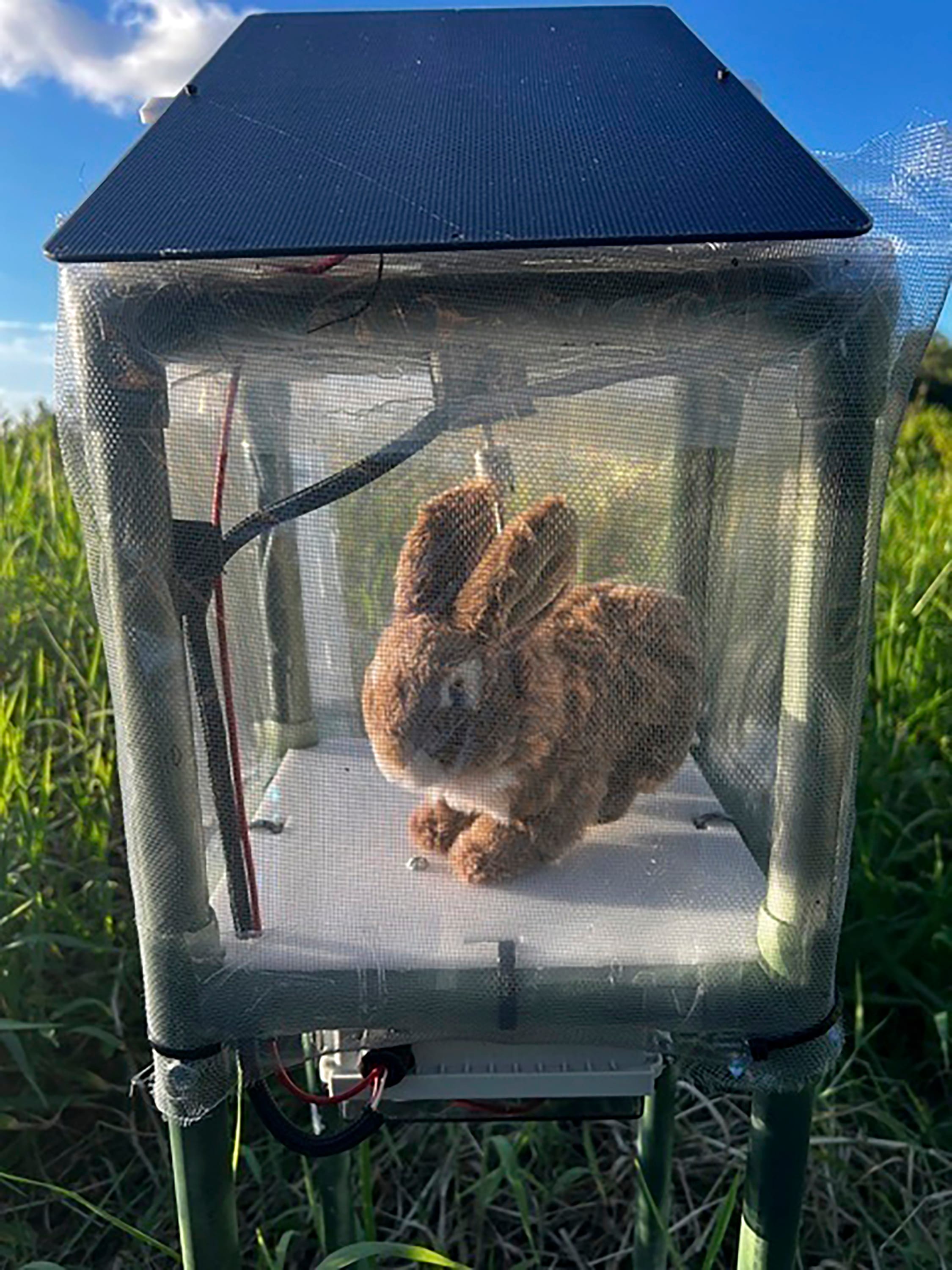 Robotkonijnen springen in de bres om invasieve pythons in de Everglades te verjagen | De Morgen