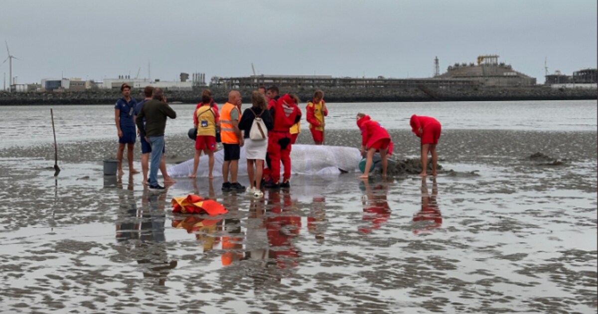 Aangespoelde dwergvinvis van vijf meter weer in zee begeleid in Heist ...