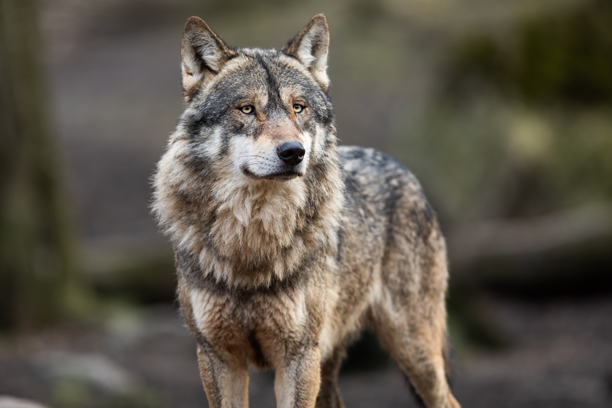 De grote boze wolf moet zijn prooi diervriendelijk doden – terwijl wij ...