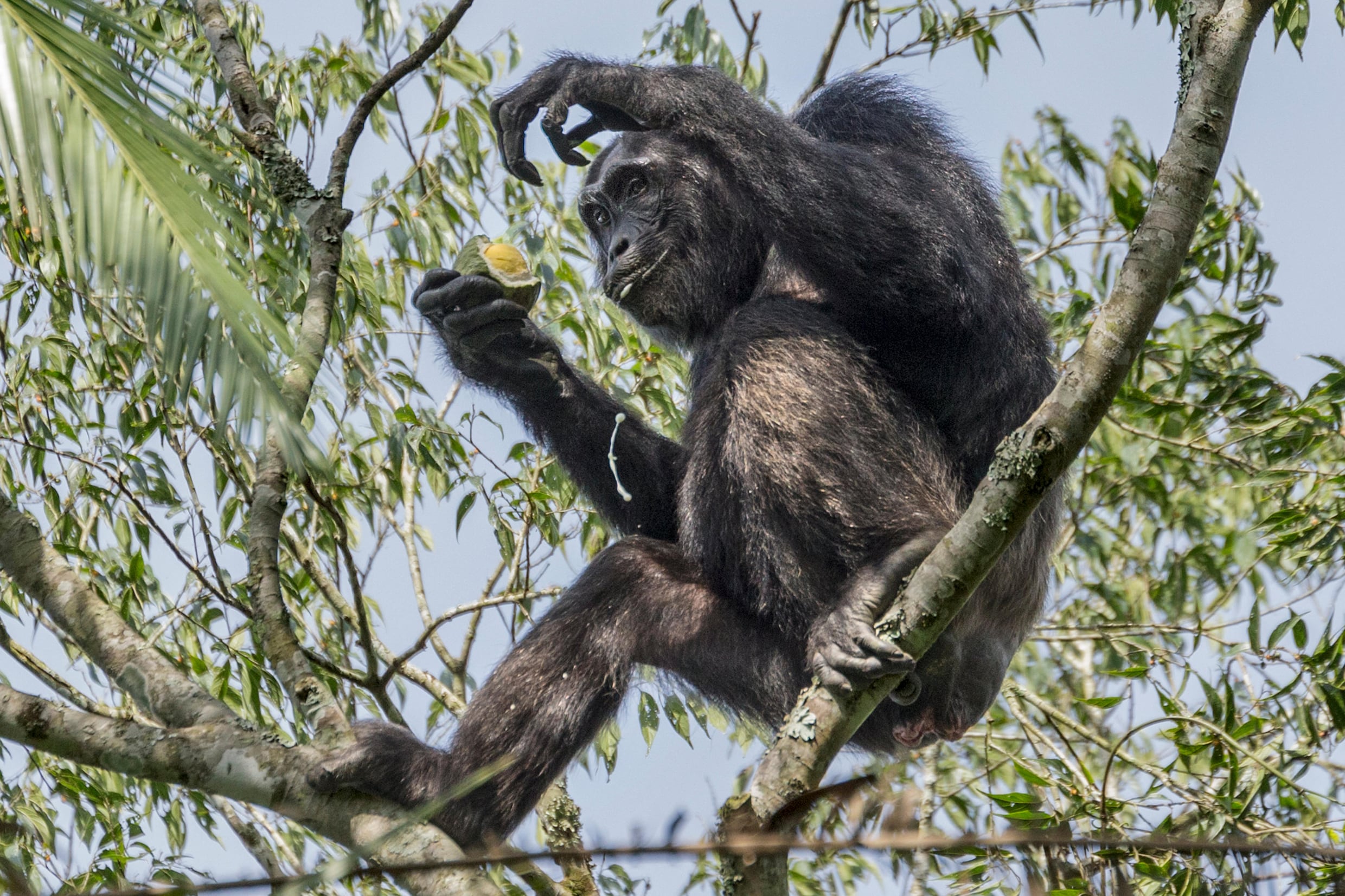 Zo zat als een aap? Chimpansees nuttigen dagelijks twee glazen alcohol door rijp fruit | De Morgen