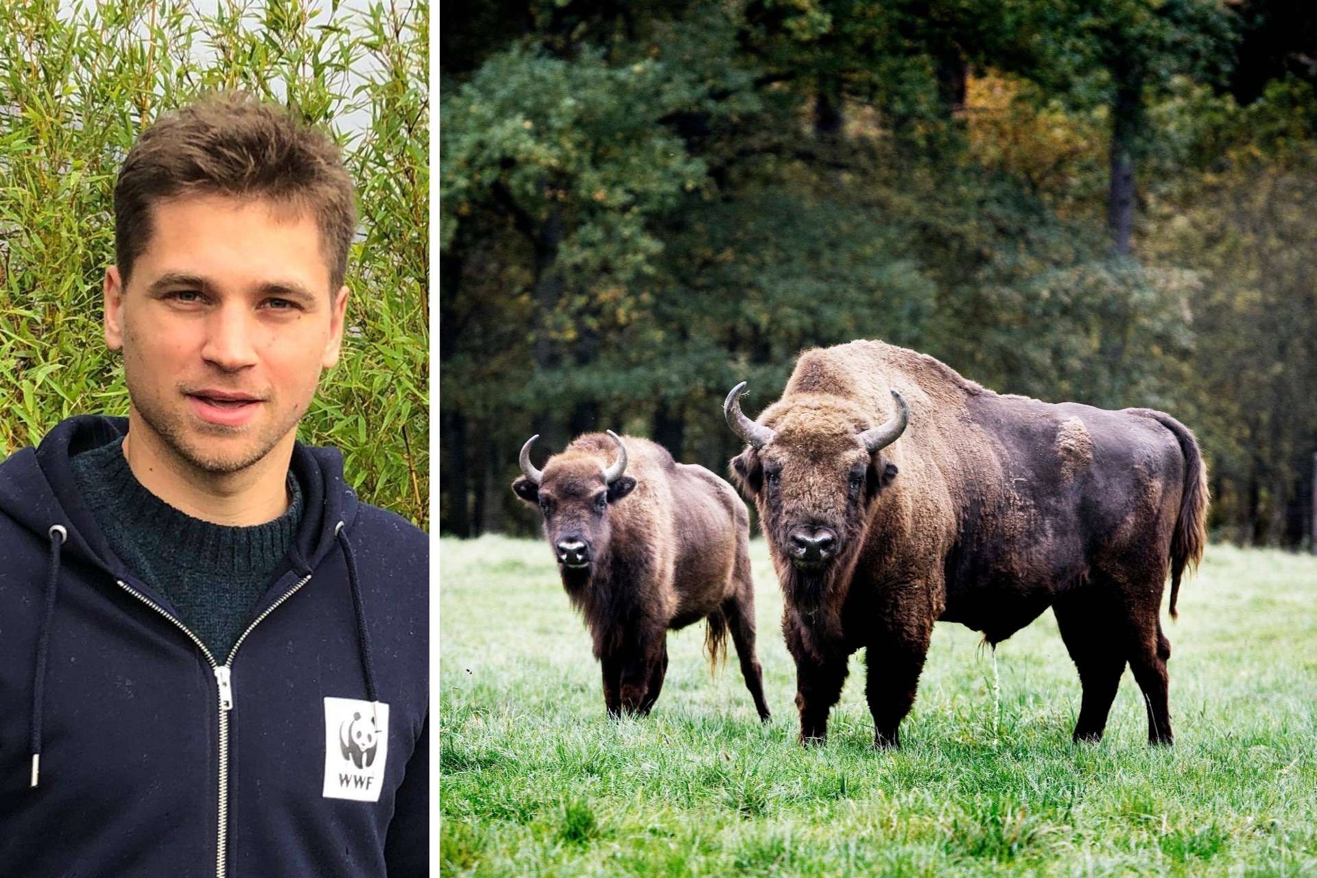 Bizons worden in 2027 uitgezet in Nationaal Park Bosland: ‘We moeten ...