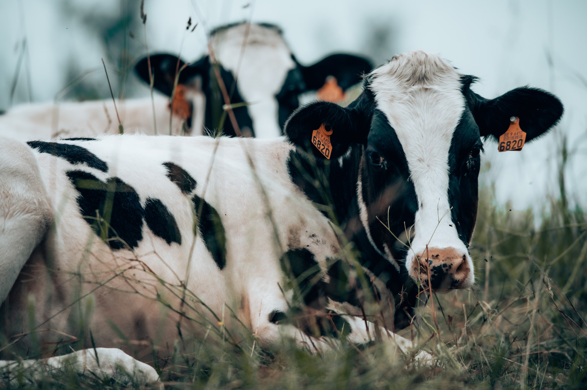 Koeiencellen blijken zichzelf te verjongen zonder genetische ...