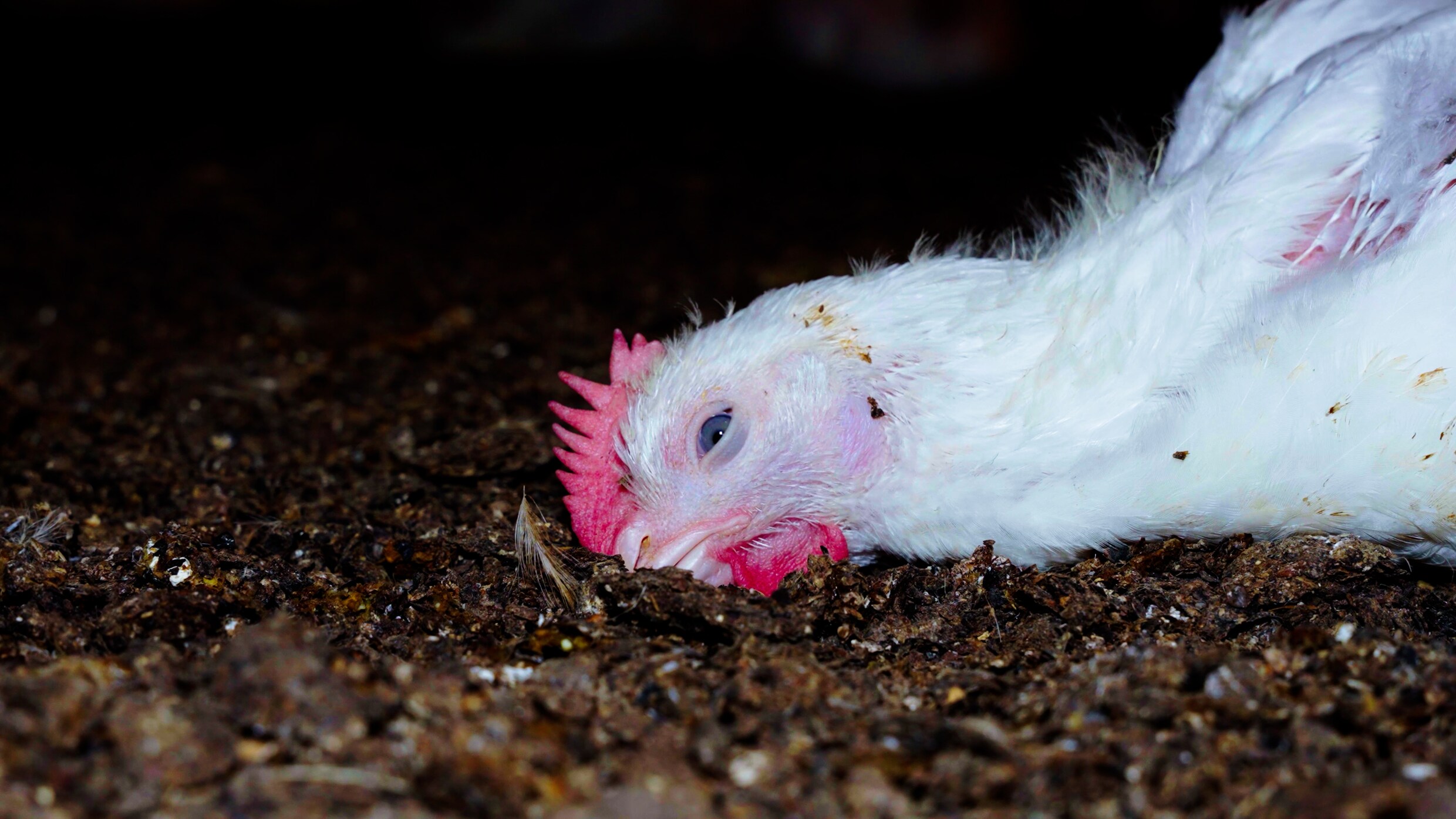 Dierenwelzijnsorganisatie GAIA: ‘Mc Donald’s geeft niets om ...