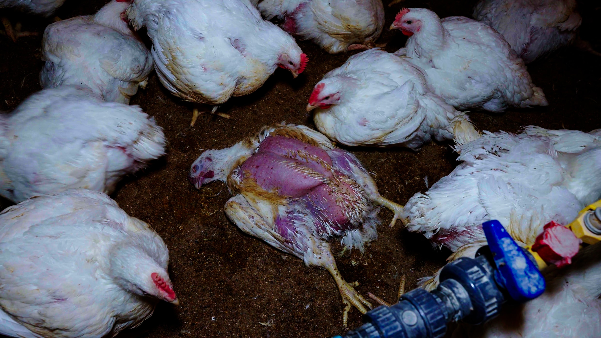 Dierenwelzijnsorganisatie GAIA: ‘Mc Donald’s geeft niets om ...