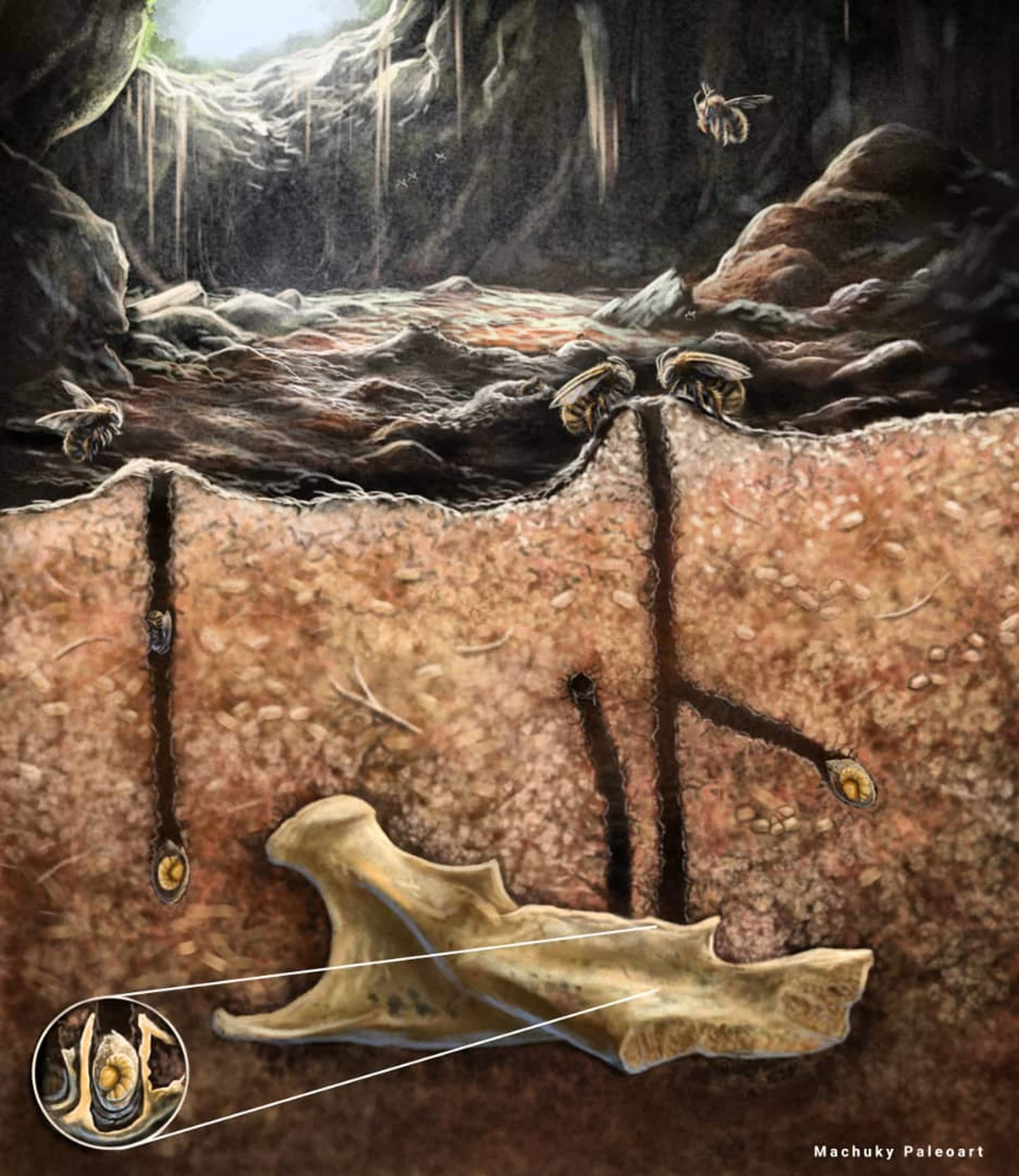 Unieke vondst: prehistorische bijen gebruikten 20.000 jaar geleden ...