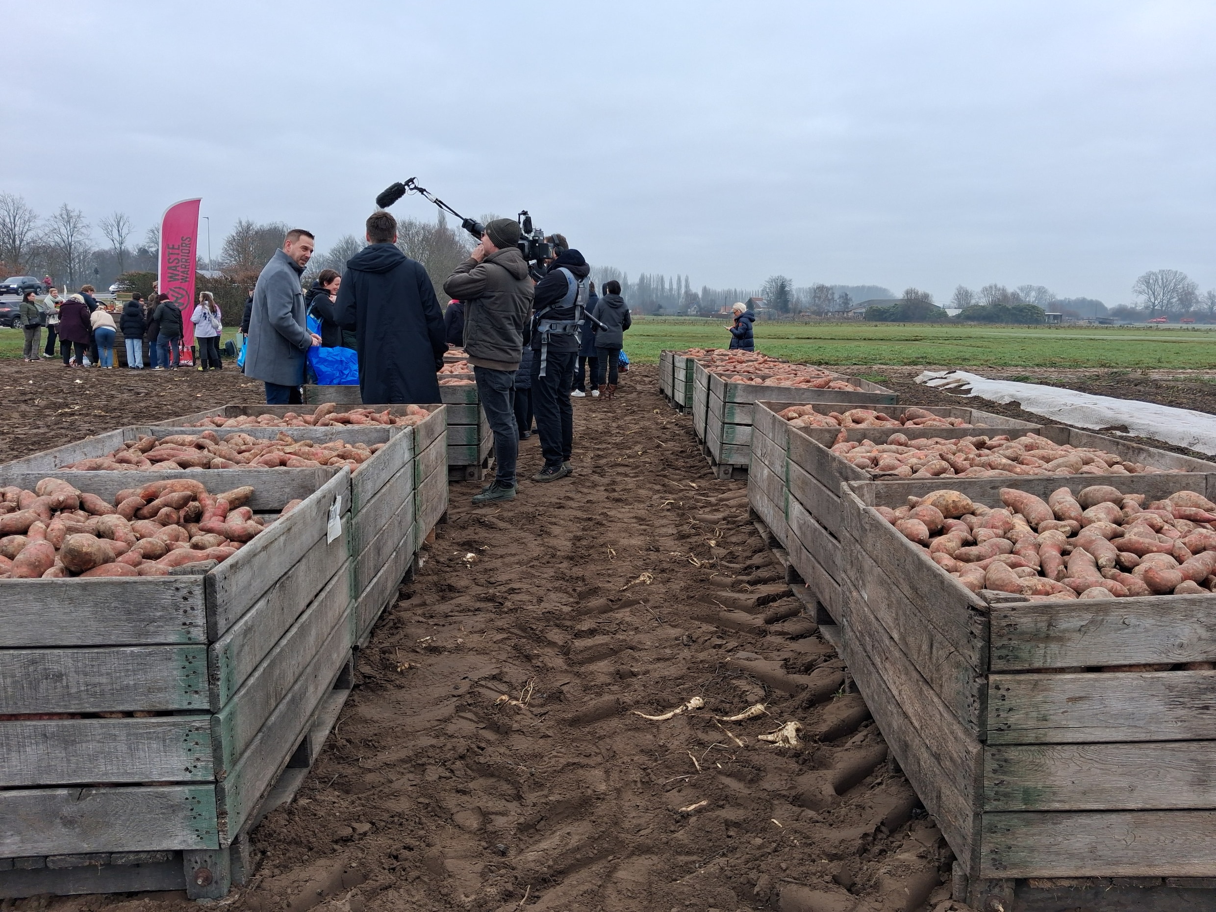 Boer Bart T’Seyen blijft zitten met 50 ton zoete aardappelen: Waste ...