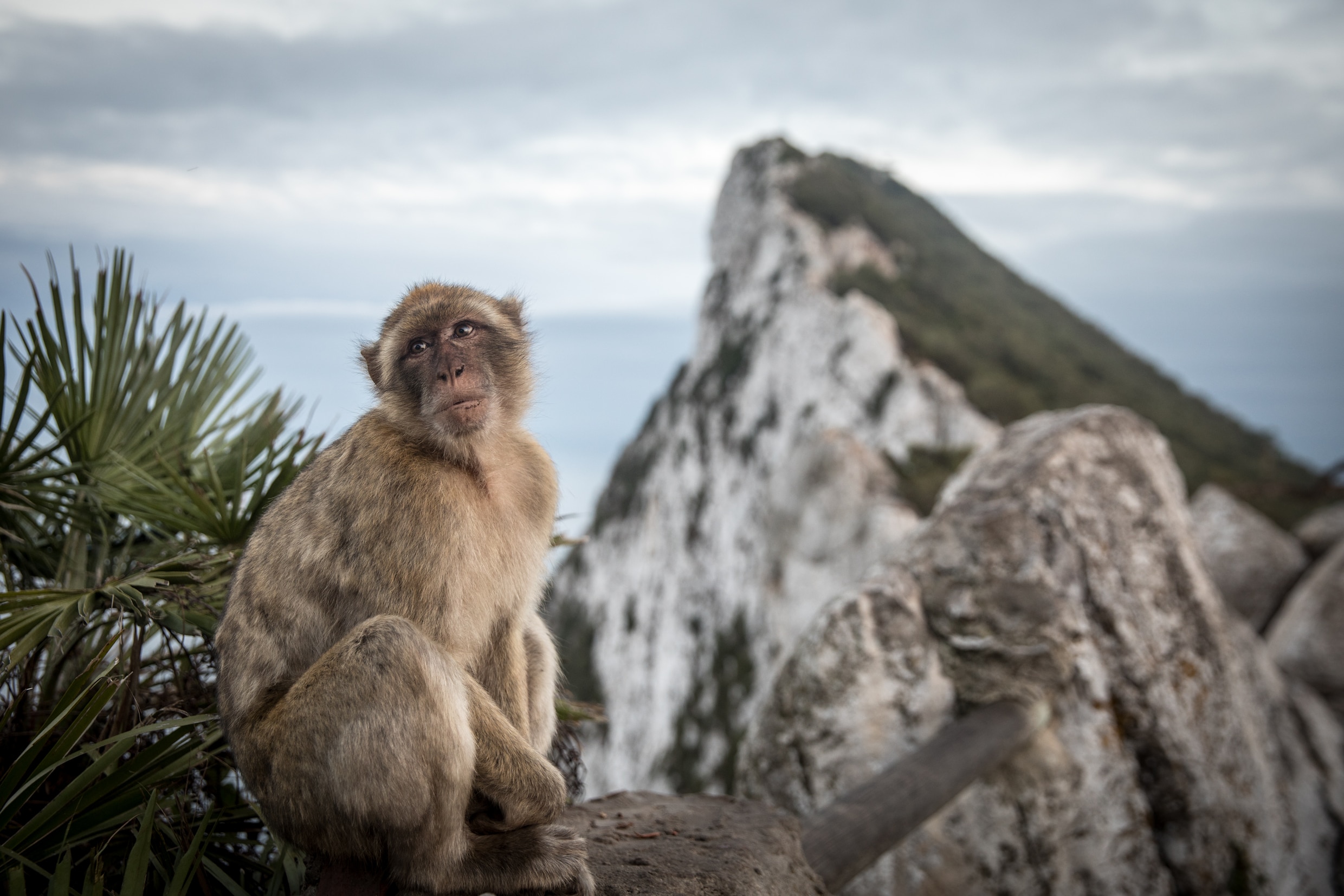 Homoseksueel gedrag bij primaten hangt samen met omgeving en sociale ...