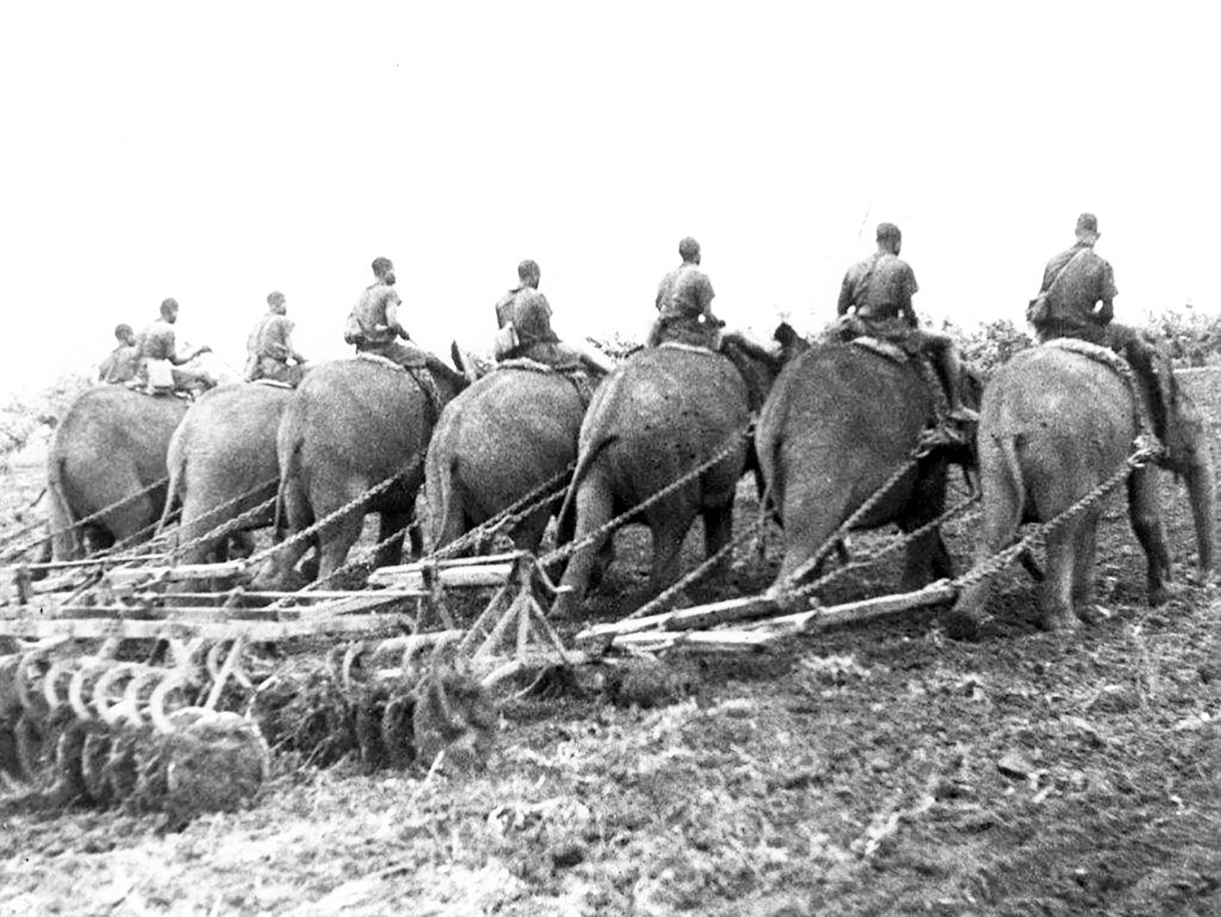 Het rampzalige avontuur van vier Indiase olifanten in Afrika | De Morgen