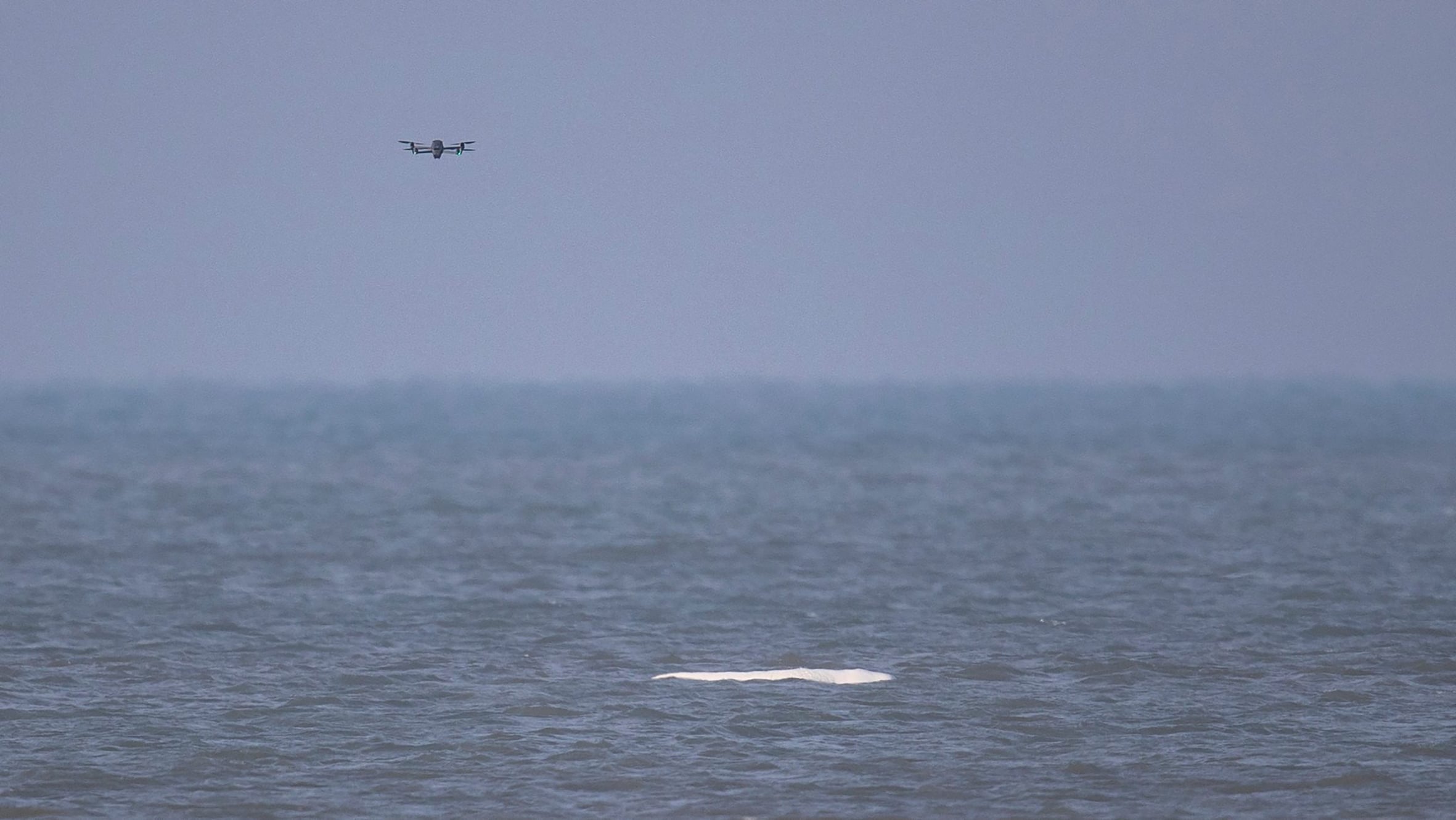 Organisatie waarschuwt voor beloega-toerisme: bootjes en drones ...