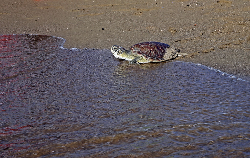 Peking beweert dat ‘spionageschildpadden en -vissen’ de Chinese wateren ...