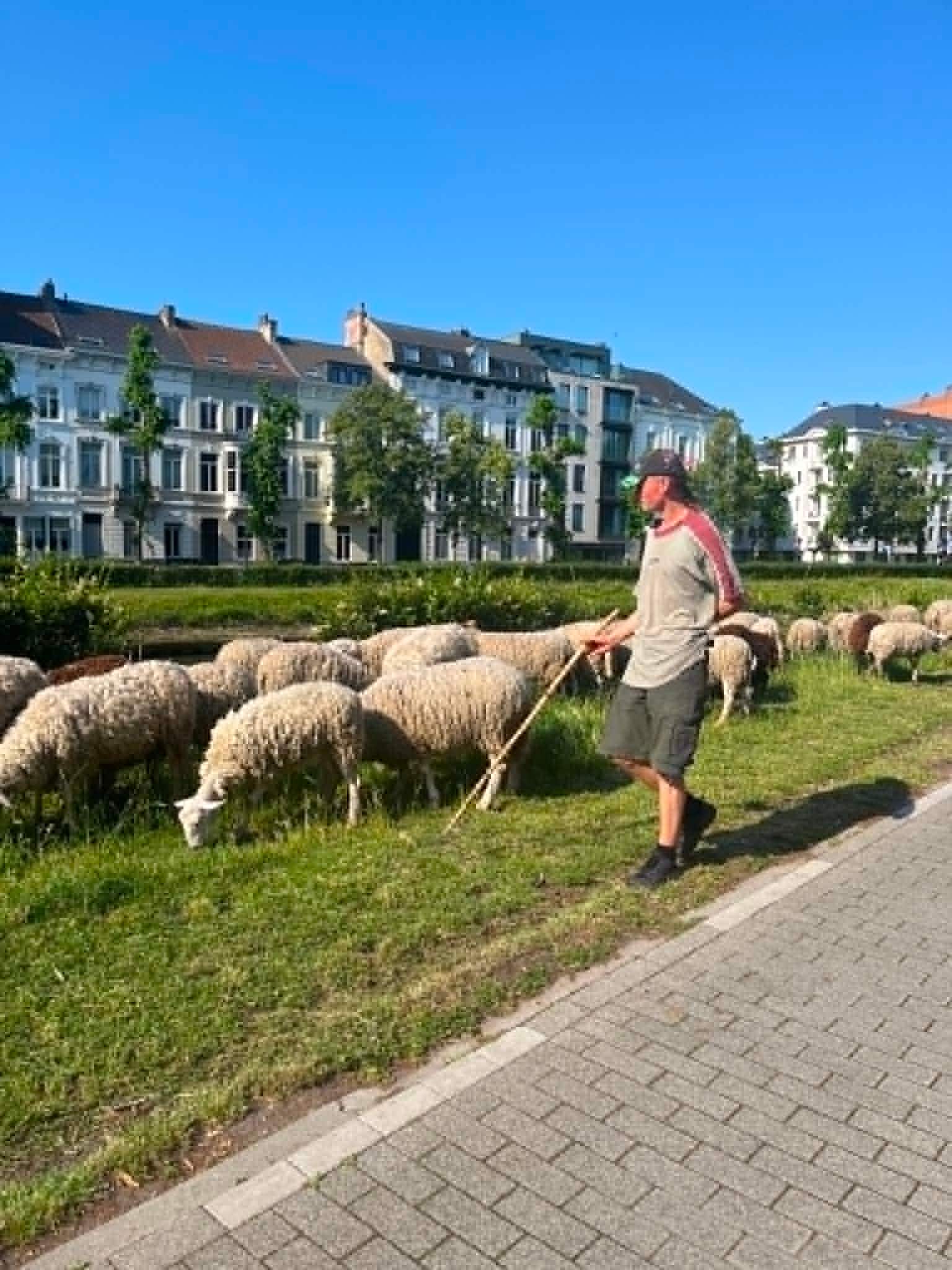 ‘De Gentenaar ziet onze schapen graag, zoveel is duidelijk’: waarom een ...