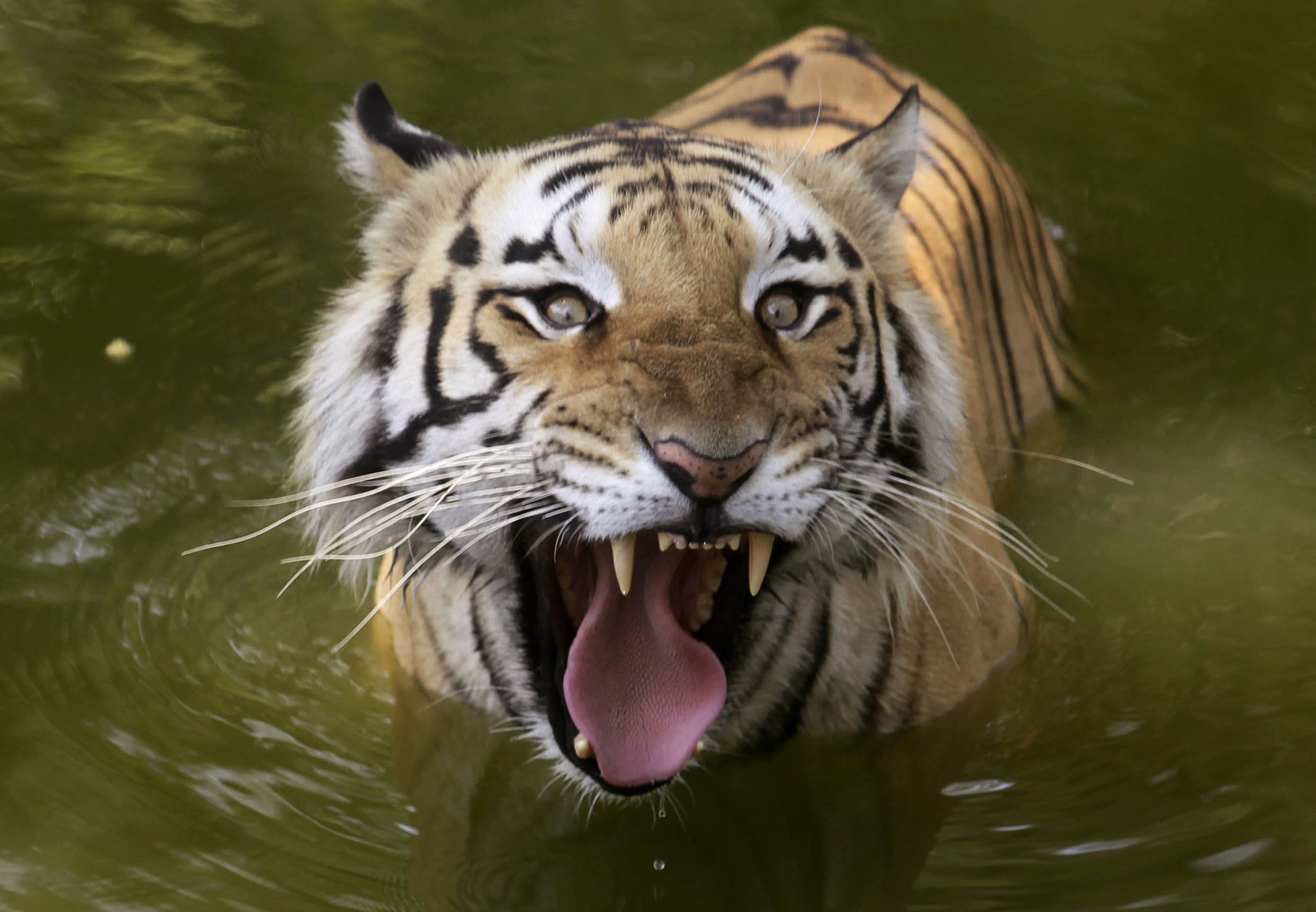 Er leven steeds meer tijgers in het wild, maar is er wel genoeg wild ...