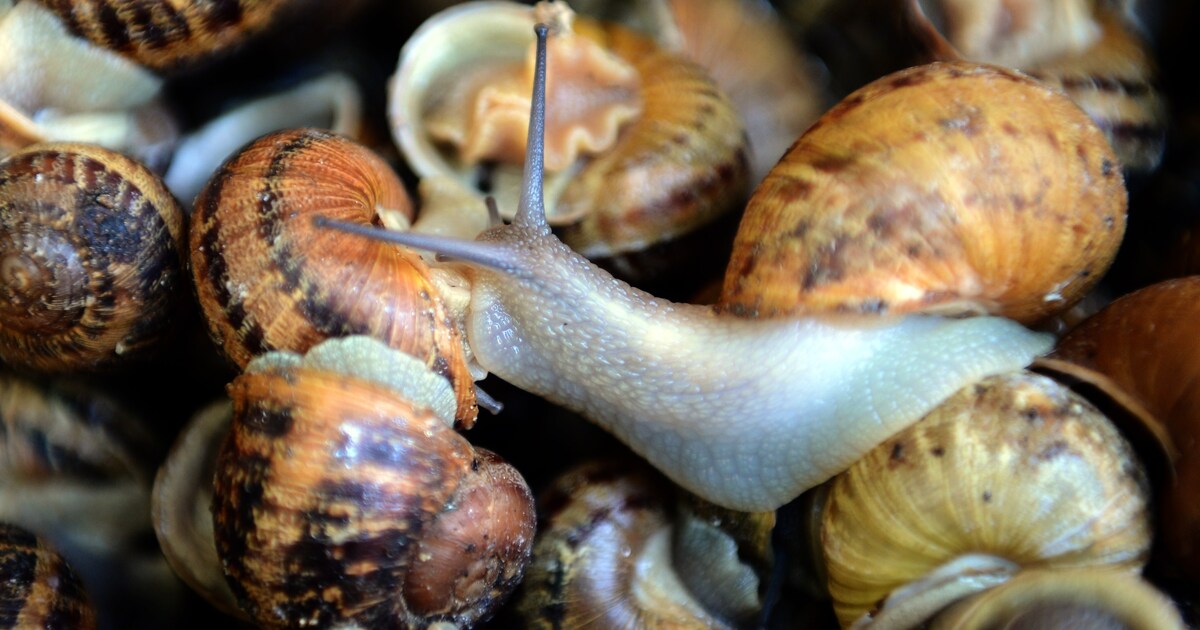 Zo traag als een slak? Dieren blijken gevaar voor honden | De Morgen
