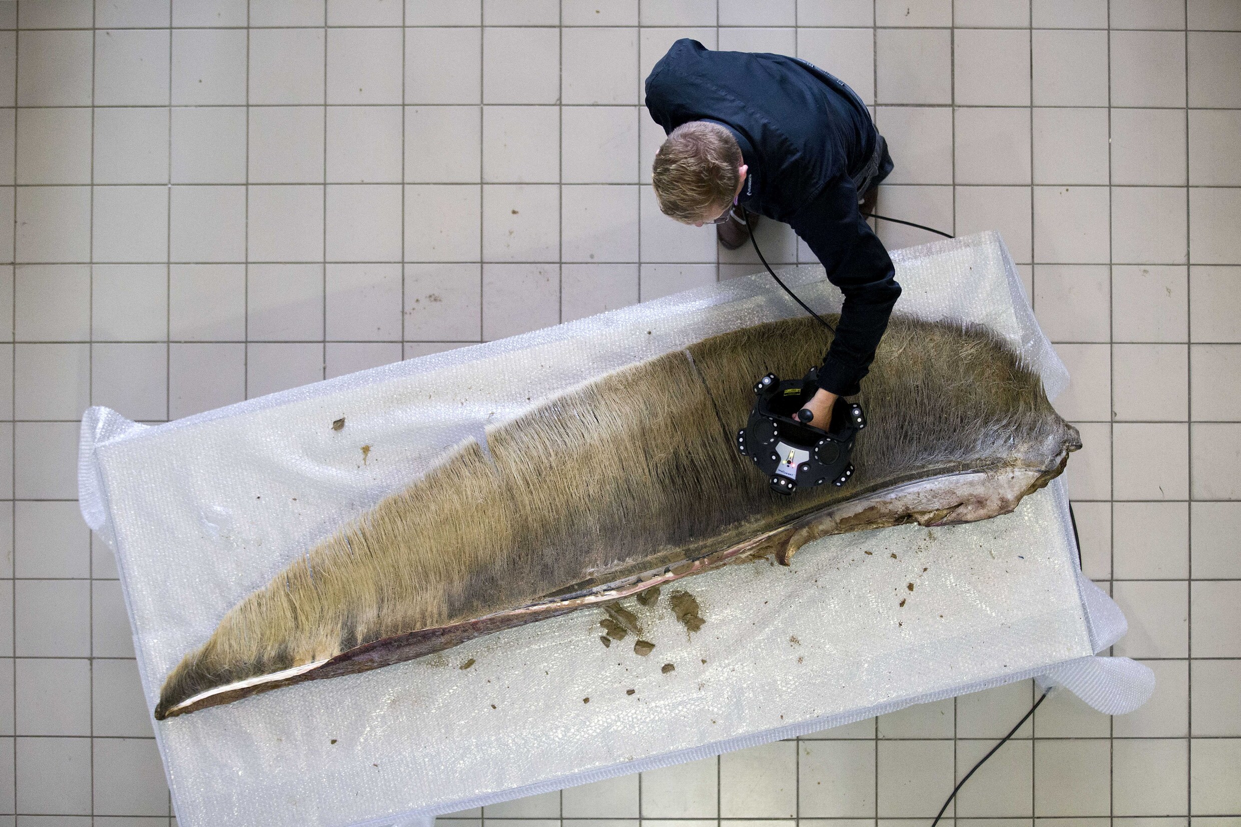 Skelet van dwergvinvis Eugene te bewonderen in Gents Morfologiemuseum ...