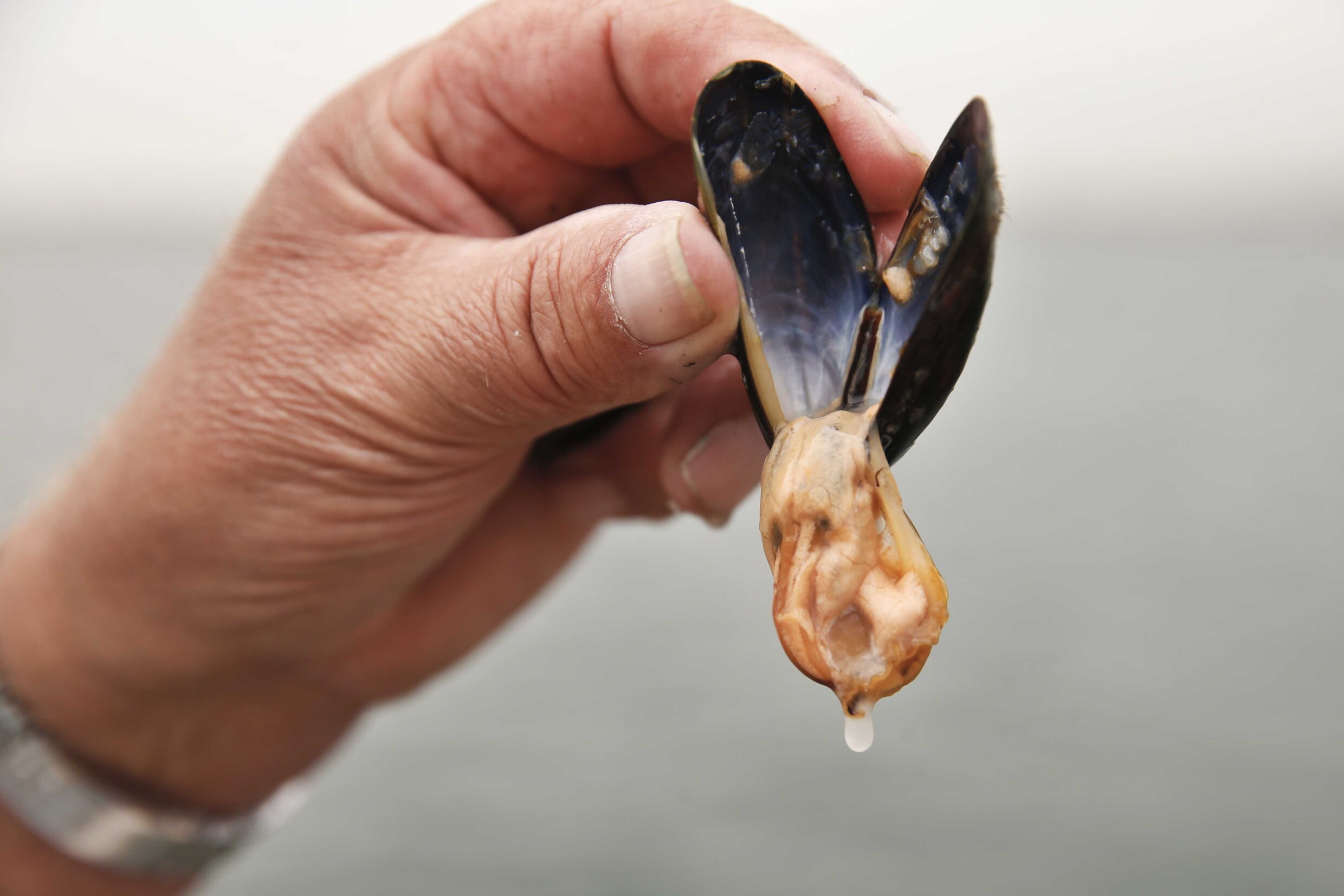 Wild geplukte mosselen meer vervuild dan commerciële | De Morgen