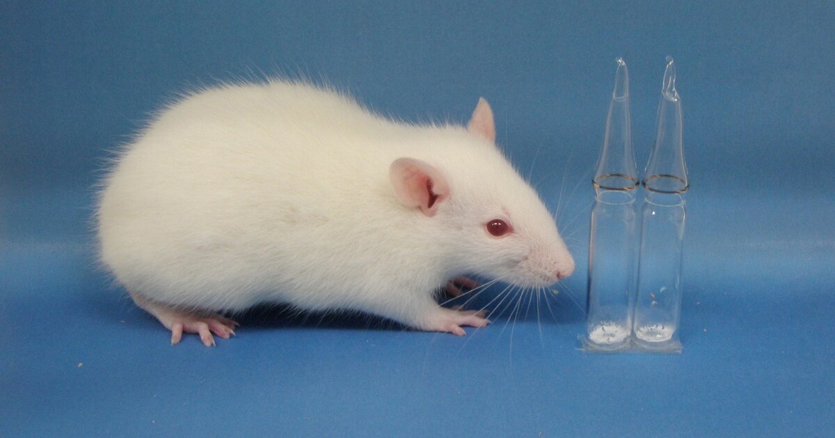 Hallo orgaanchip, dag dierproef? | De Morgen