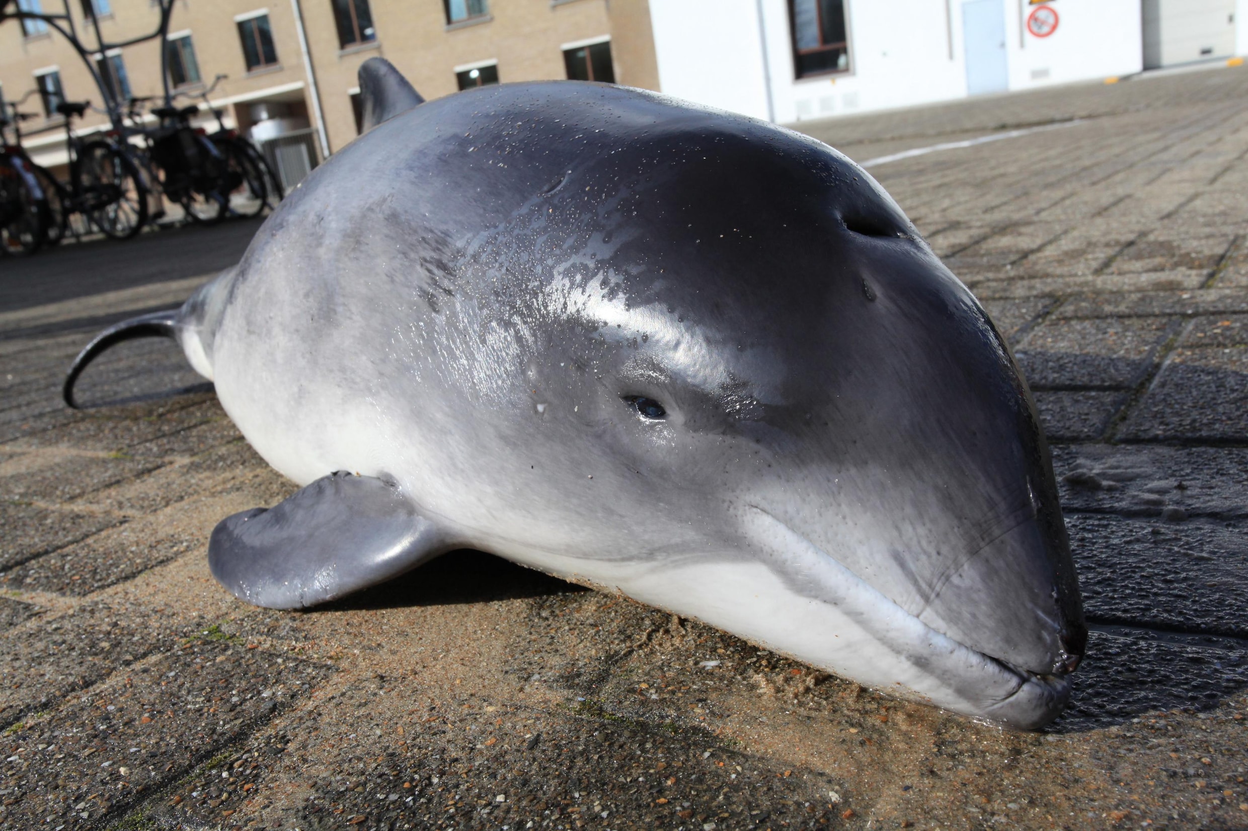 Natuurpunt wil bruinvissen tellen om sterfte af te remmen | De Morgen