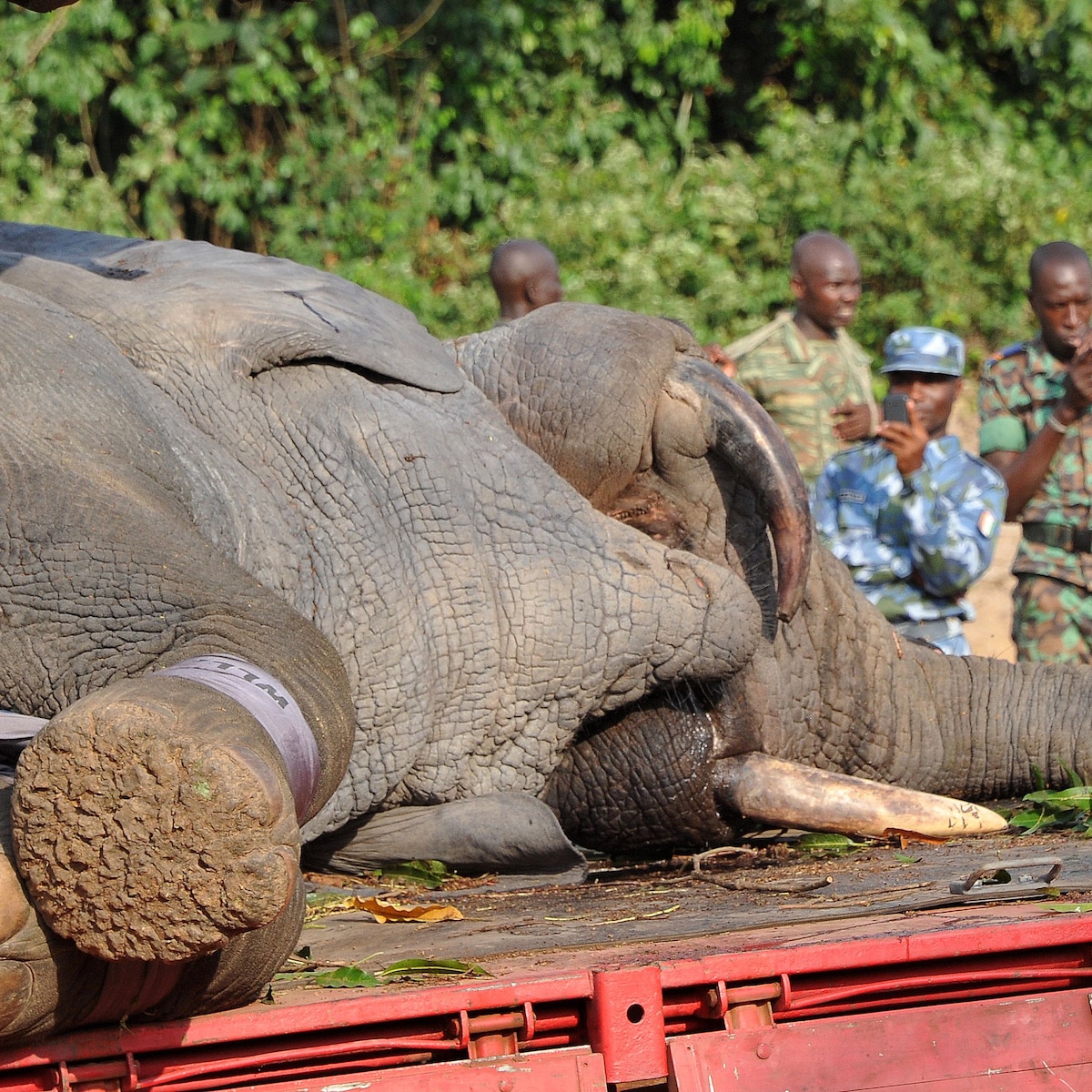 Grootste Olifant Ter Wereld Afrikaans Olifantenkalfje Gezond Ter