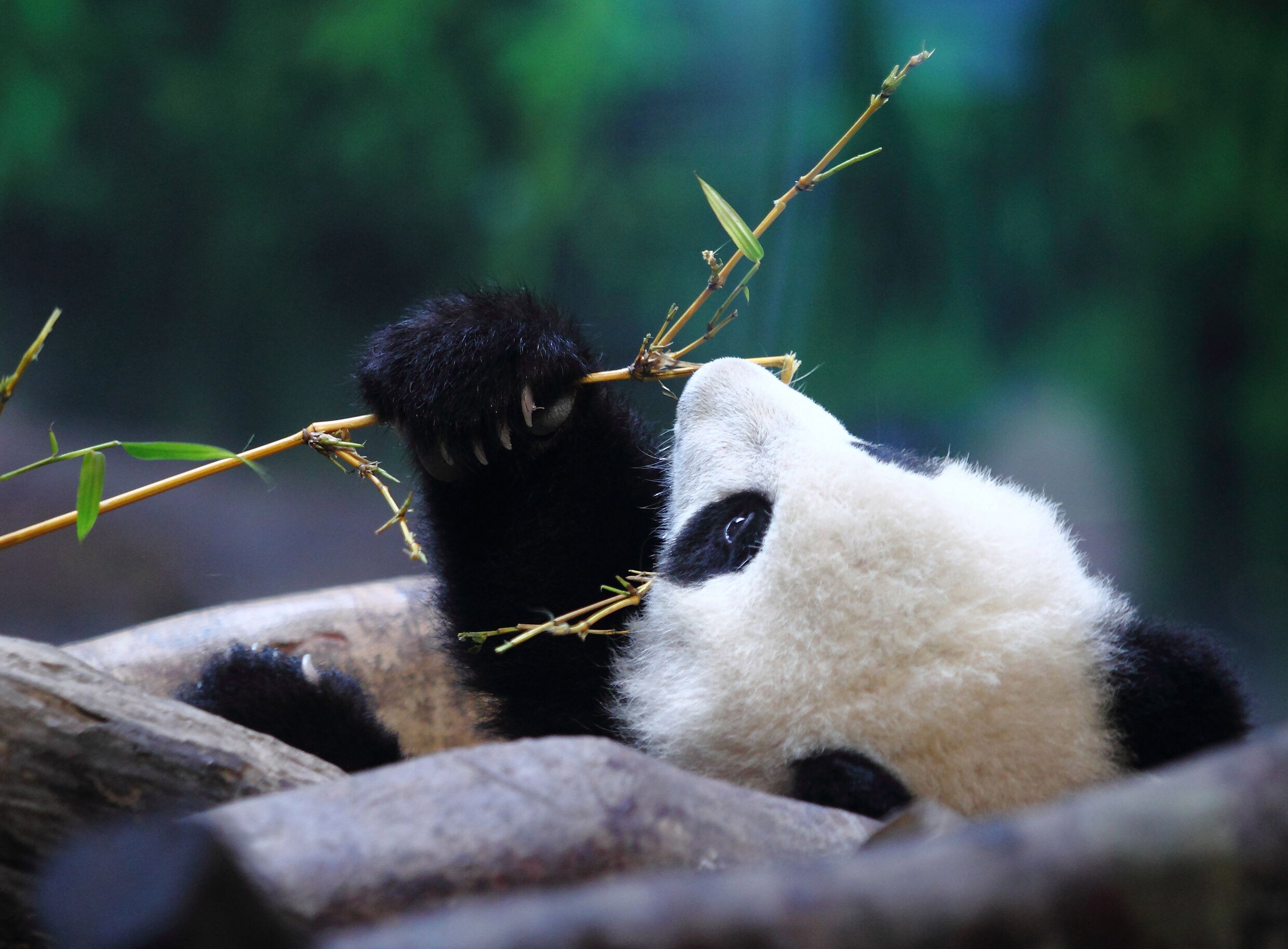 Waarom panda's losers zijn | De Morgen