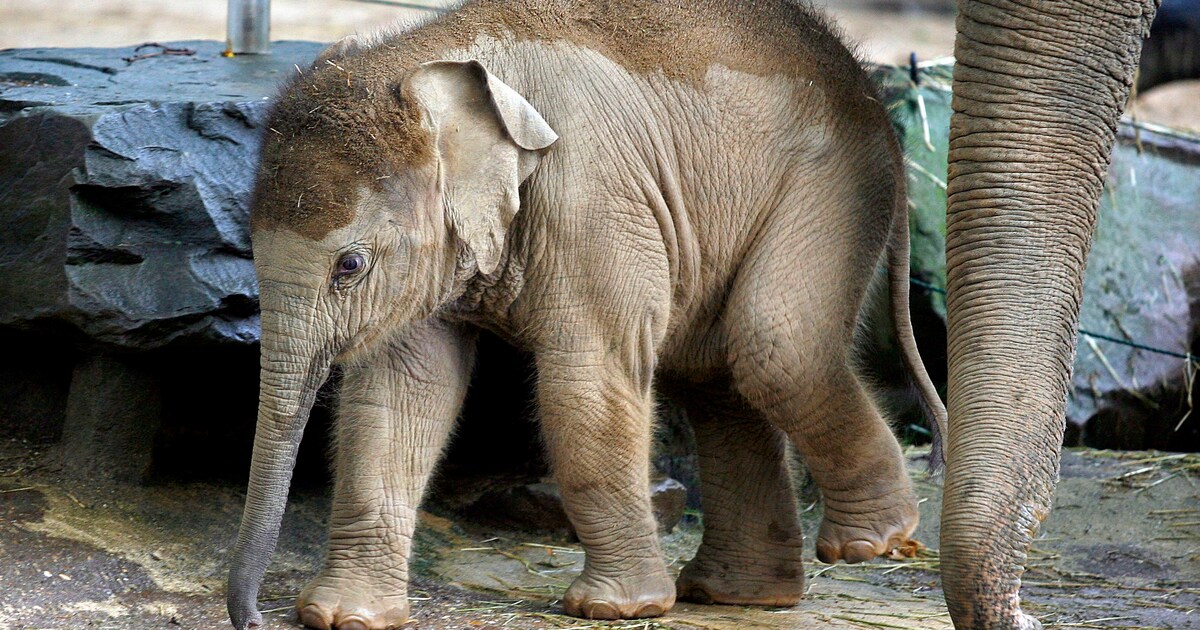 Kai-Mook krijgt tempel in Planckendael | De Morgen