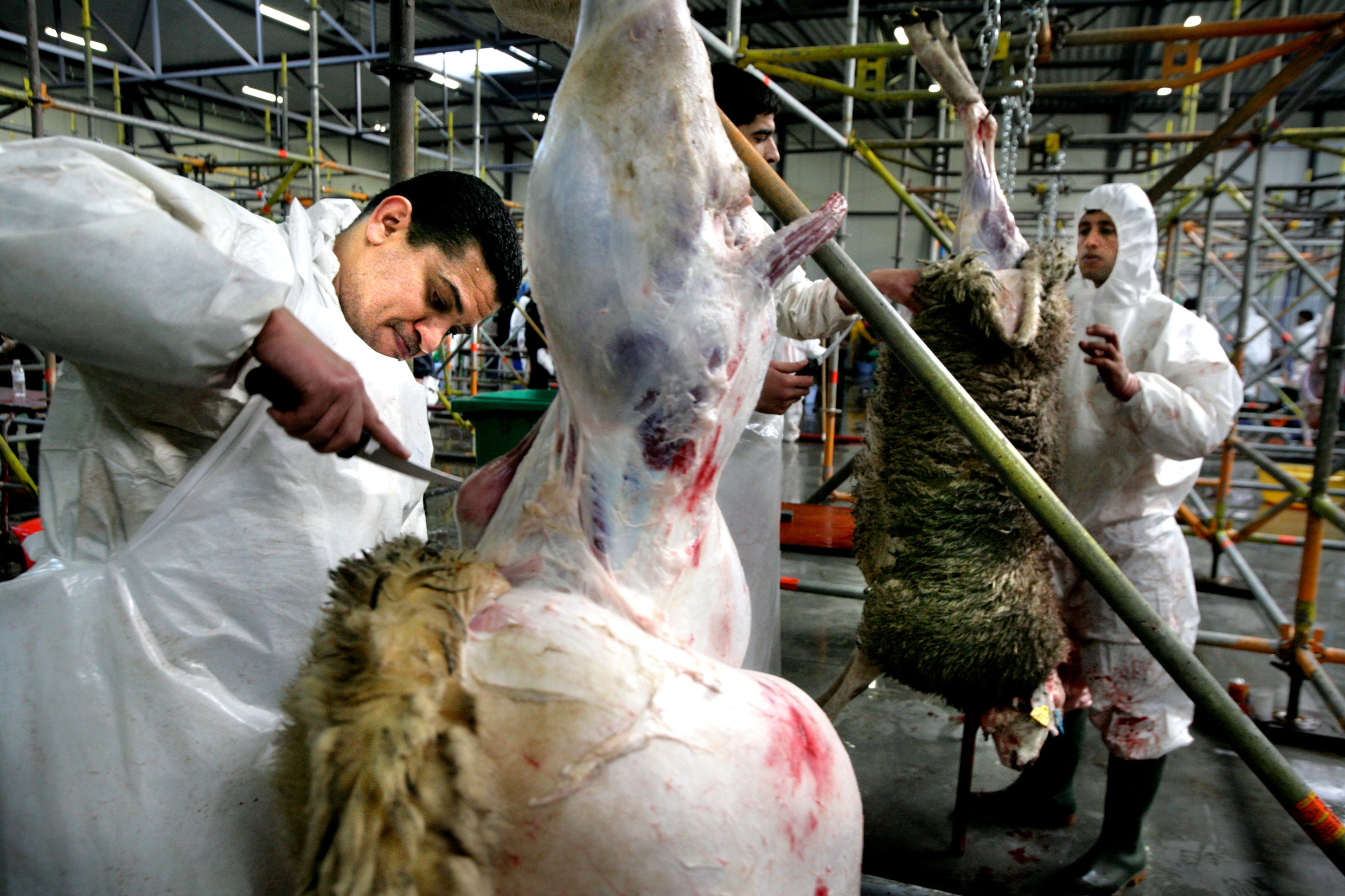 In het debat over onverdoofd slachten lopen de emoties hoog op, maar ...
