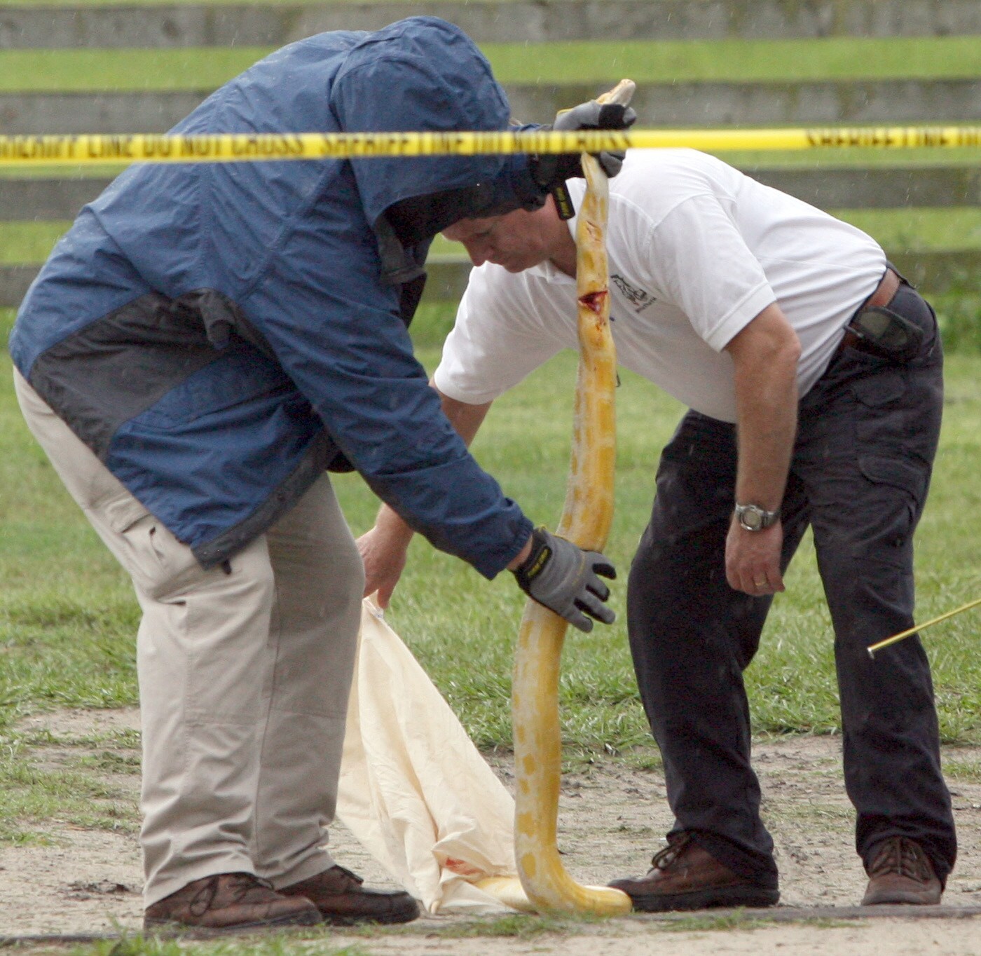 Ondervoede python wurgt tweejarig kind | De Morgen