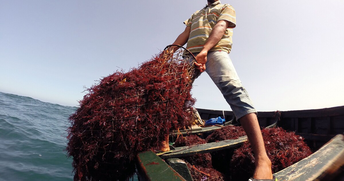 Eten na de apocalyps: als de bom valt, is er altijd nog zeewier | De Morgen