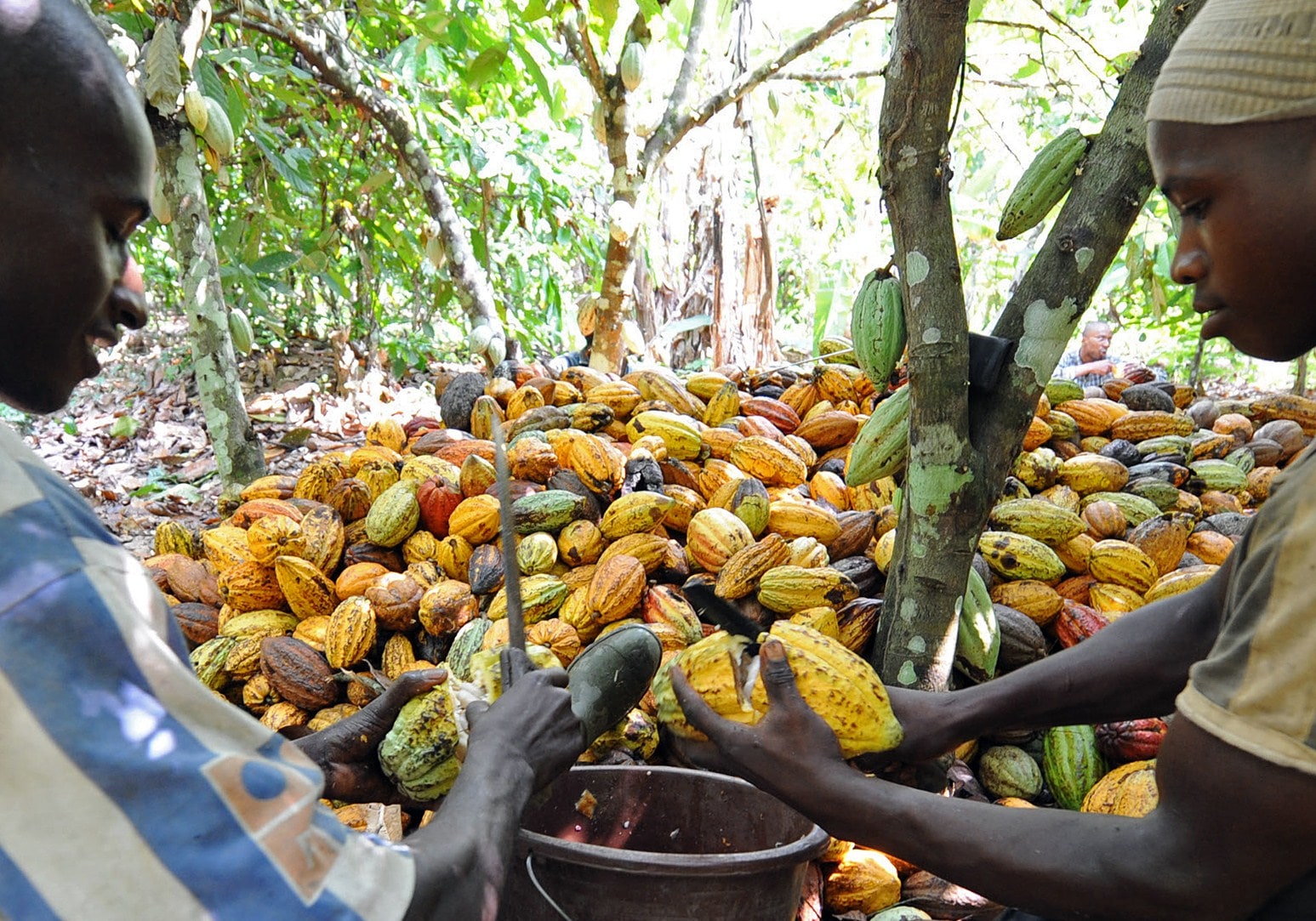 Ivoorkust en Ghana treden streng op tegen ontbossing door ...