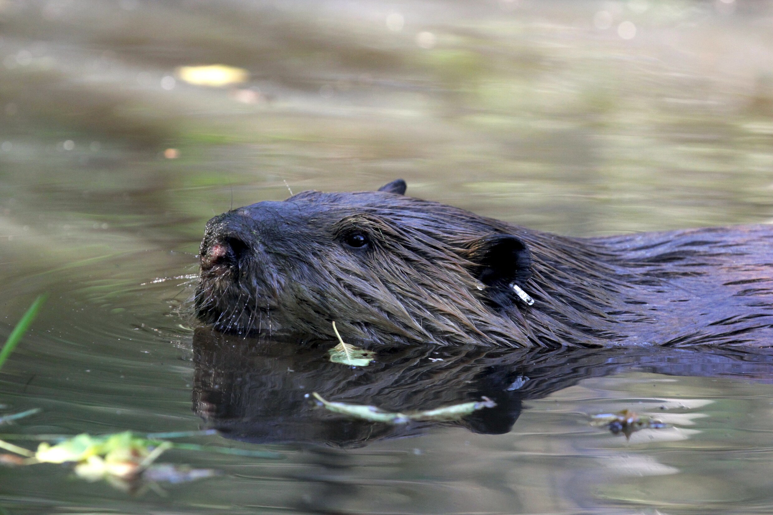 Bever voor het eerst in 167 jaar gefilmd in het Gentse | De Morgen