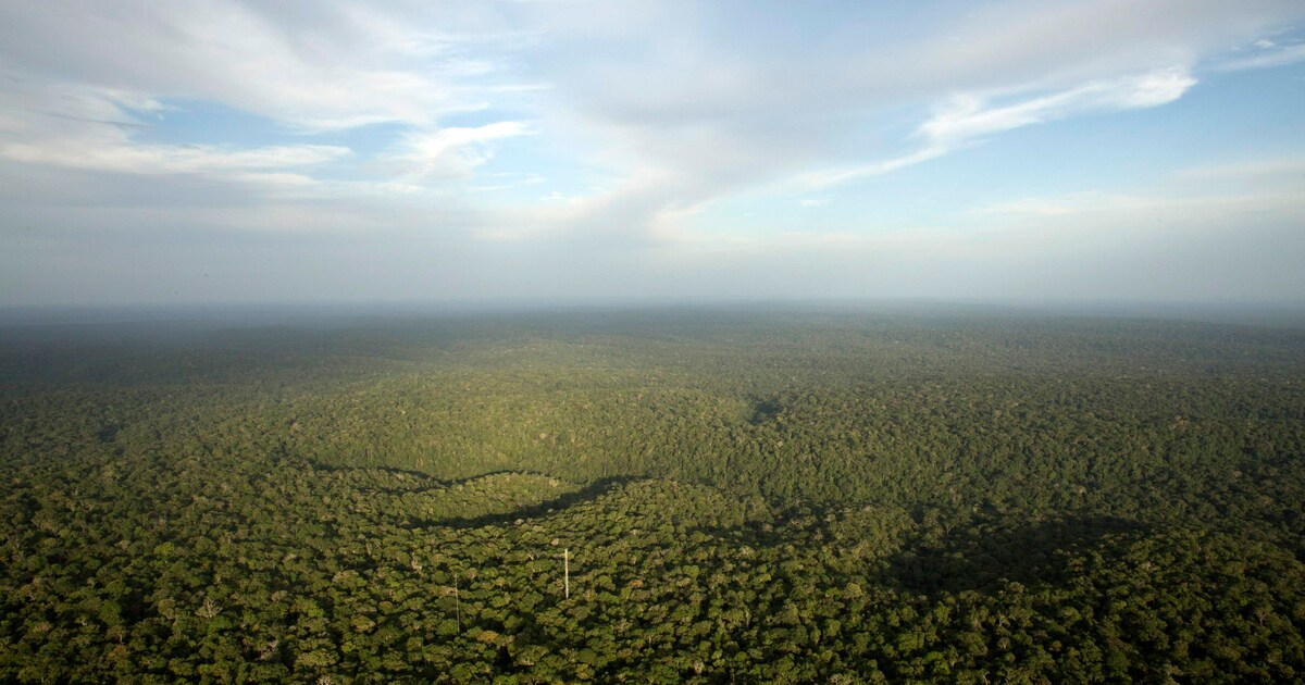 How big forests solve global problems | De Morgen