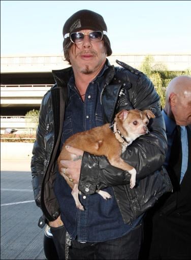 Chihuahua sterft in armen van Mickey Rourke | De Morgen
