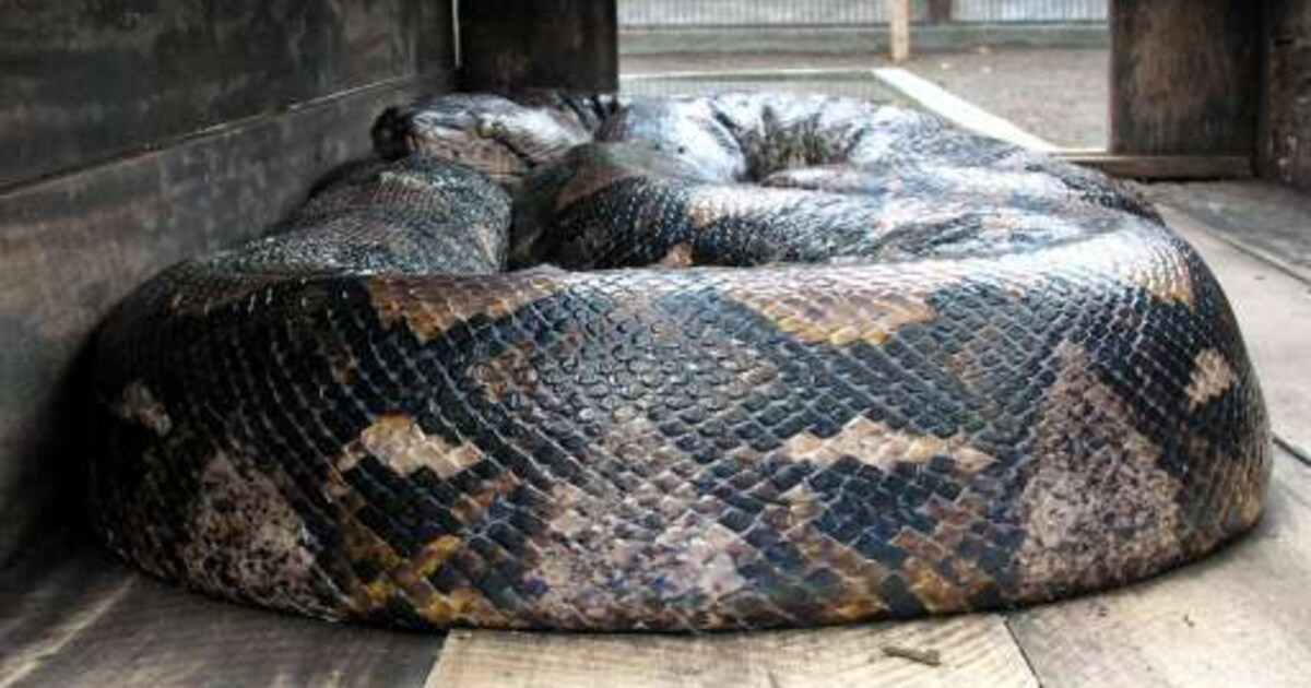 Australische python verslindt chihuahua | De Morgen