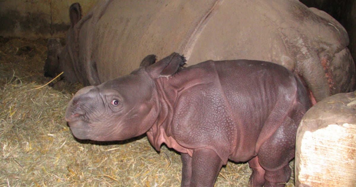 Indische neushoorn geboren in Planckendael | De Morgen