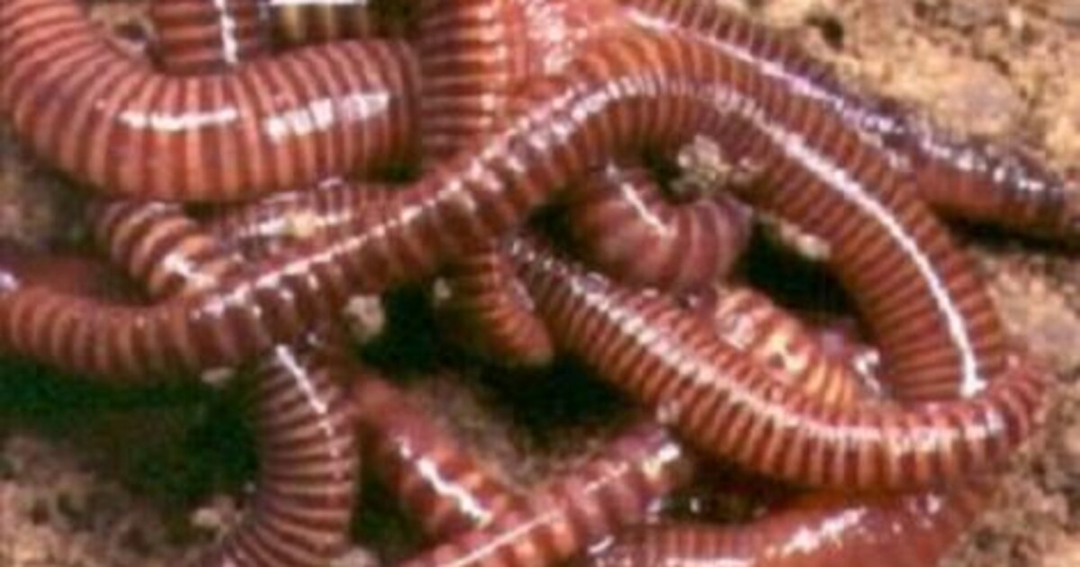Aardworm is succesvolste levensvorm op aarde | De Morgen