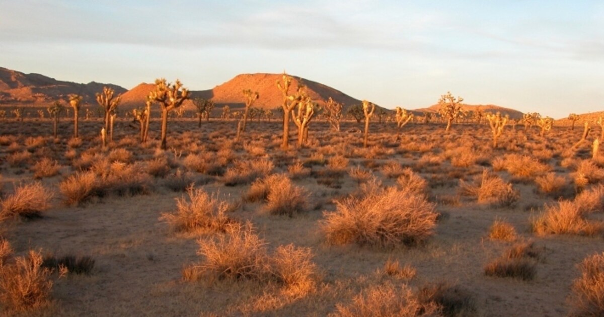 Schwarzenegger start zonneproject: "Woestijn is een goudmijn" | De Morgen