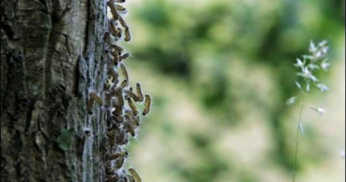 Processierups over hoogtepunt? | De Morgen