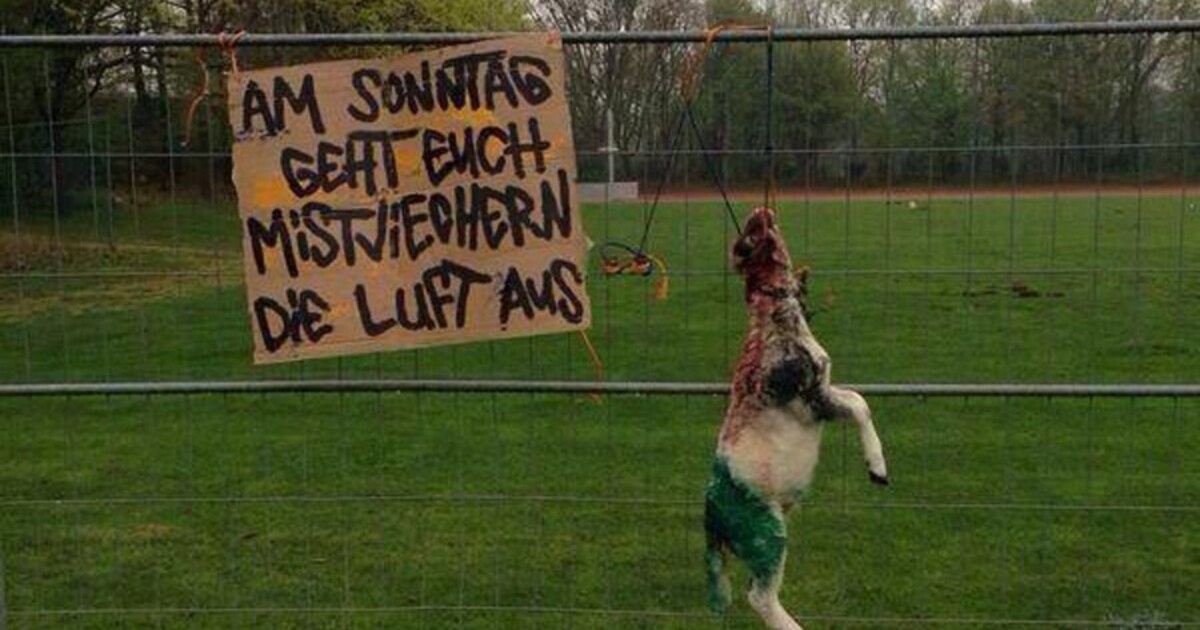 Ook dit is derbykoorts: dood schaap opgeknoopt aan trainingscomplex ...